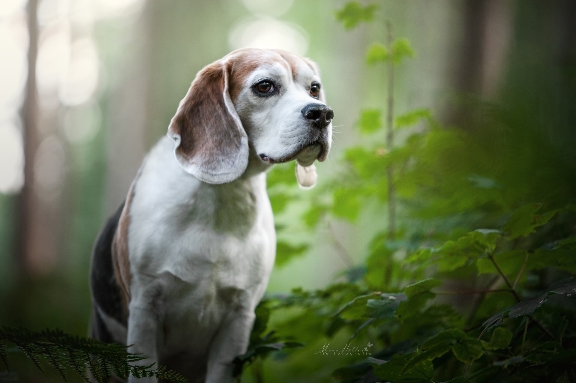 Download Bokeh Dog Animal Beagle HD Wallpaper | 3200x2129 | Wallpaper Abyss