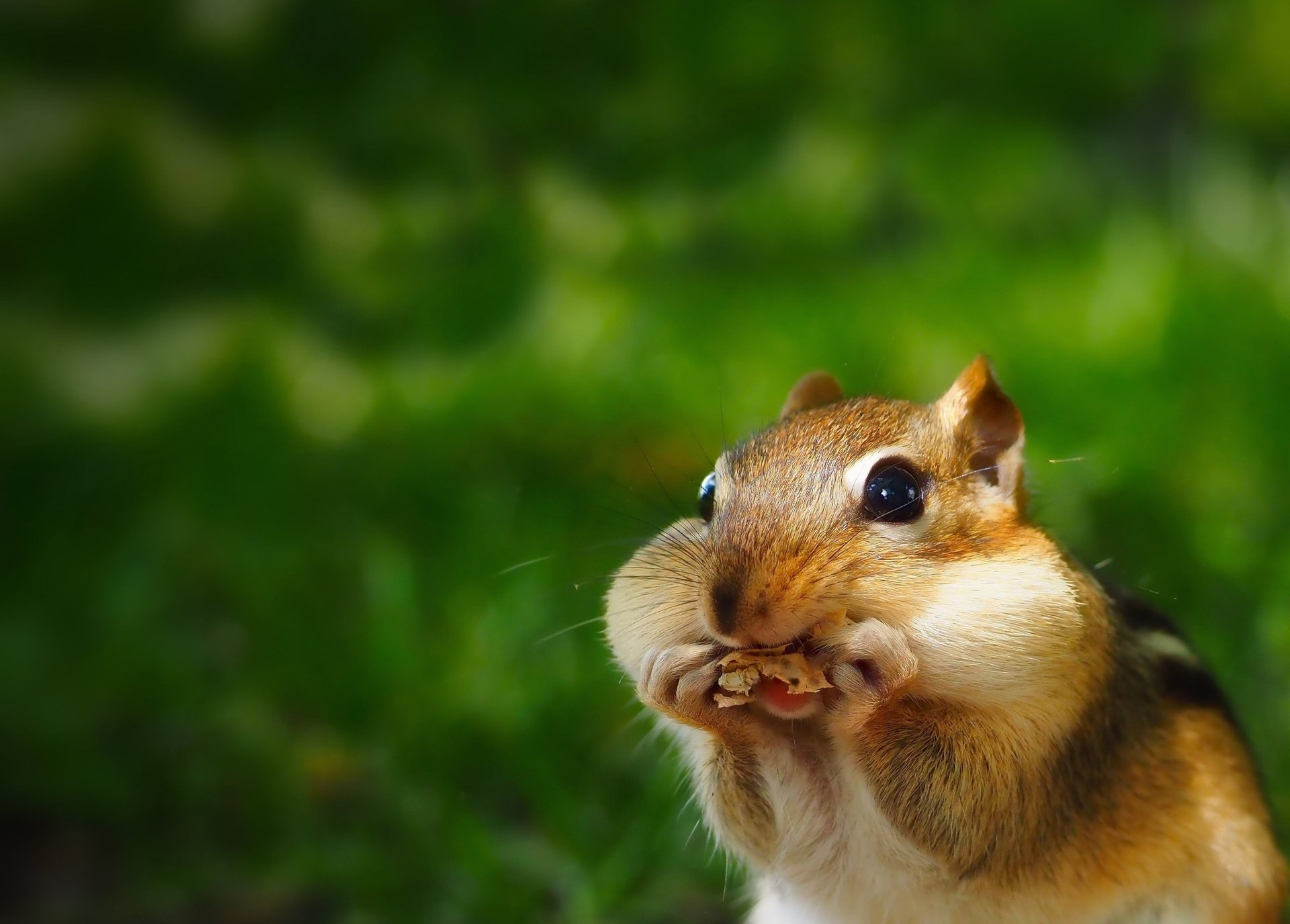 Download Rodent Animal Chipmunk HD Wallpaper