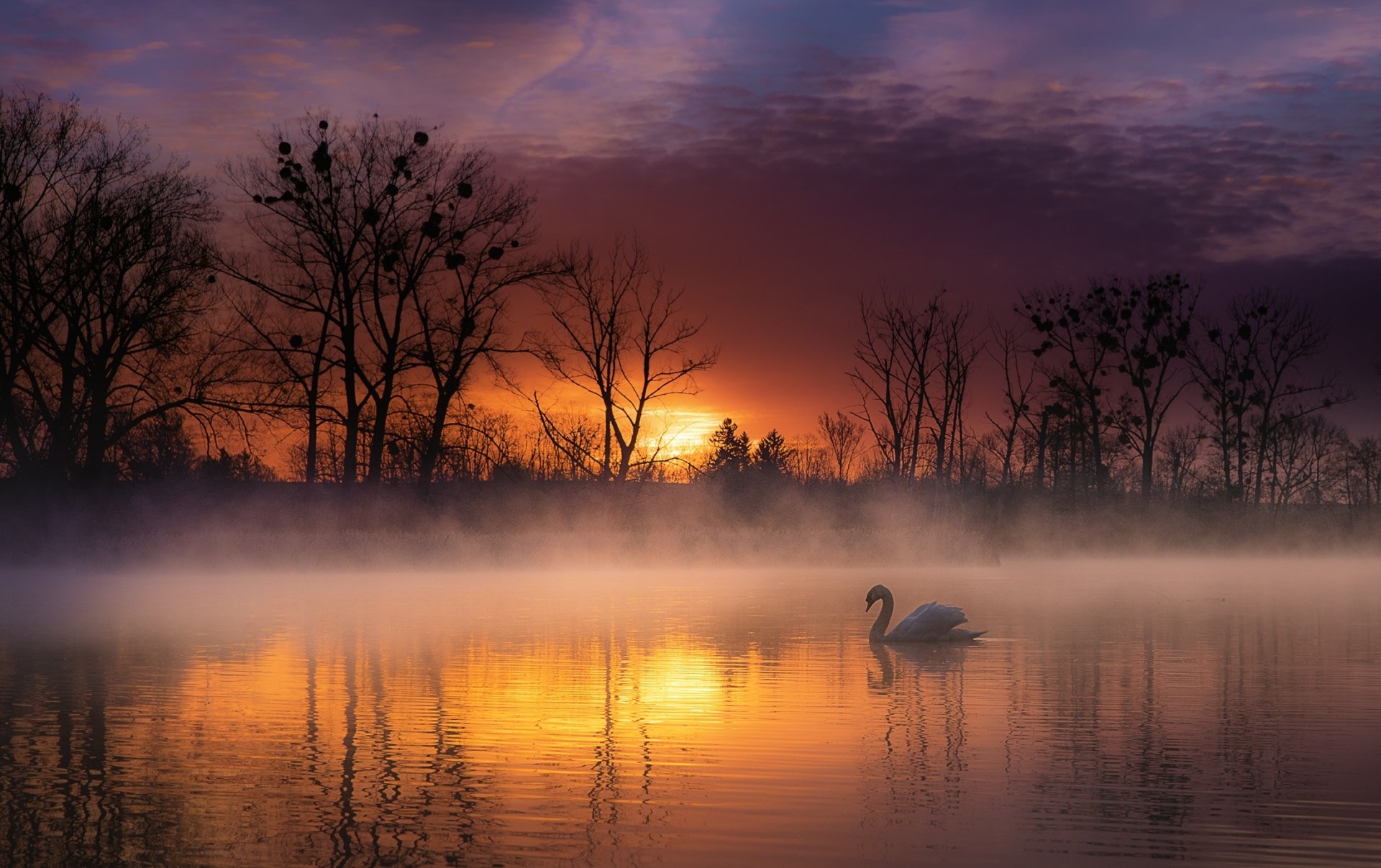 Download Swan Bird Lake Fog Sunset Animal Mute Swan HD Wallpaper