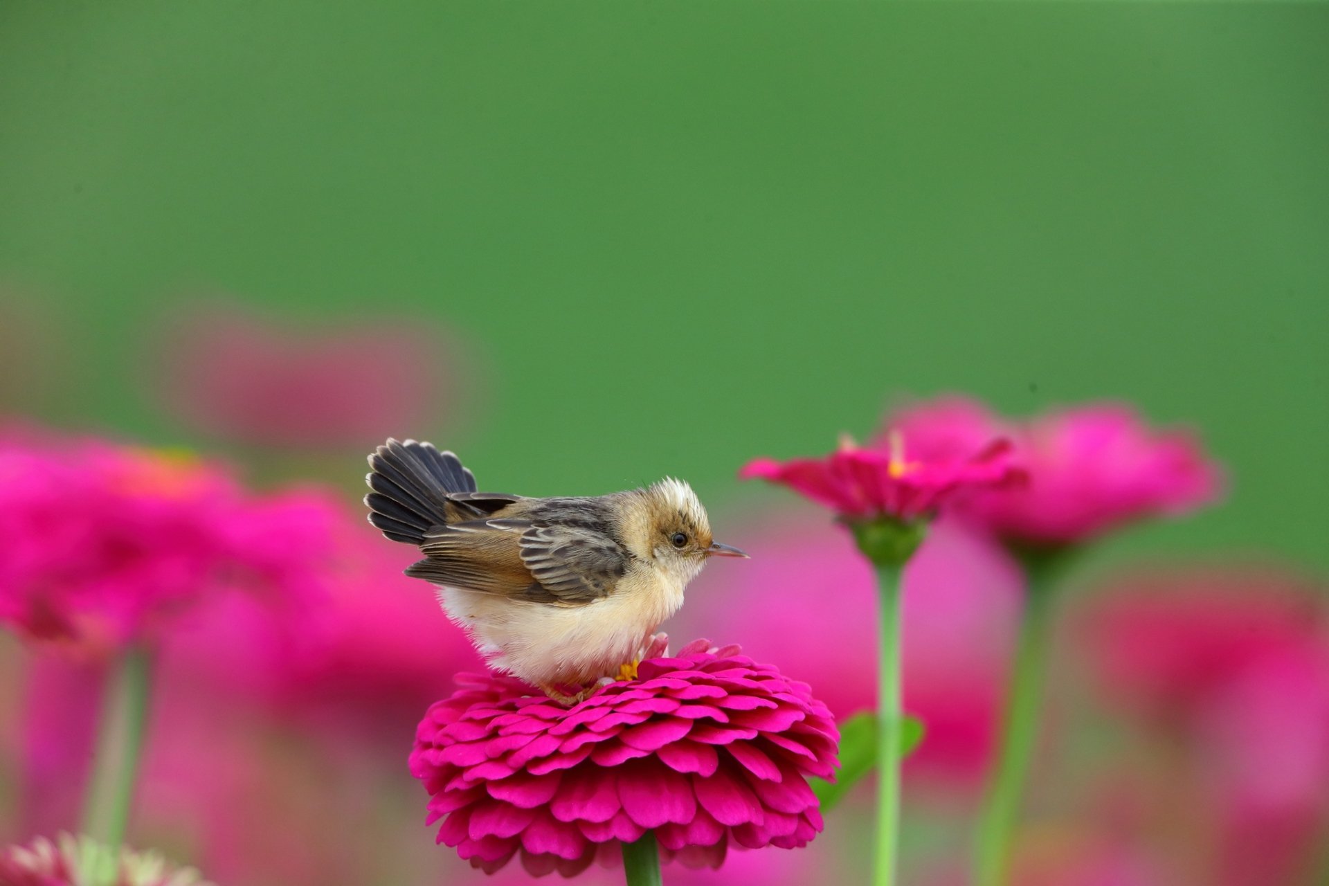 Vibrant Nature: HD Wallpaper of Bird Perched on Blooming Flower