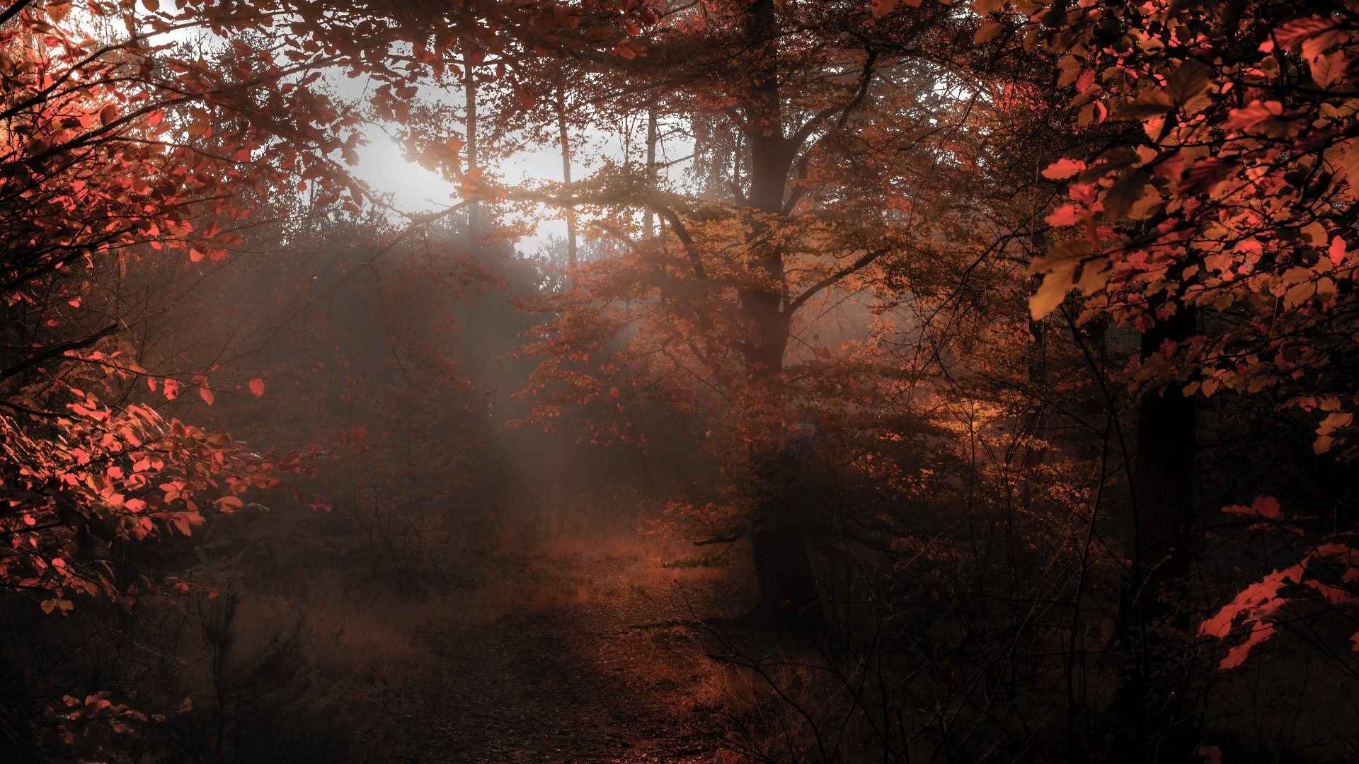 Download Fog Forest Nature Fall 4k Ultra HD Wallpaper | 3840x2160 ...