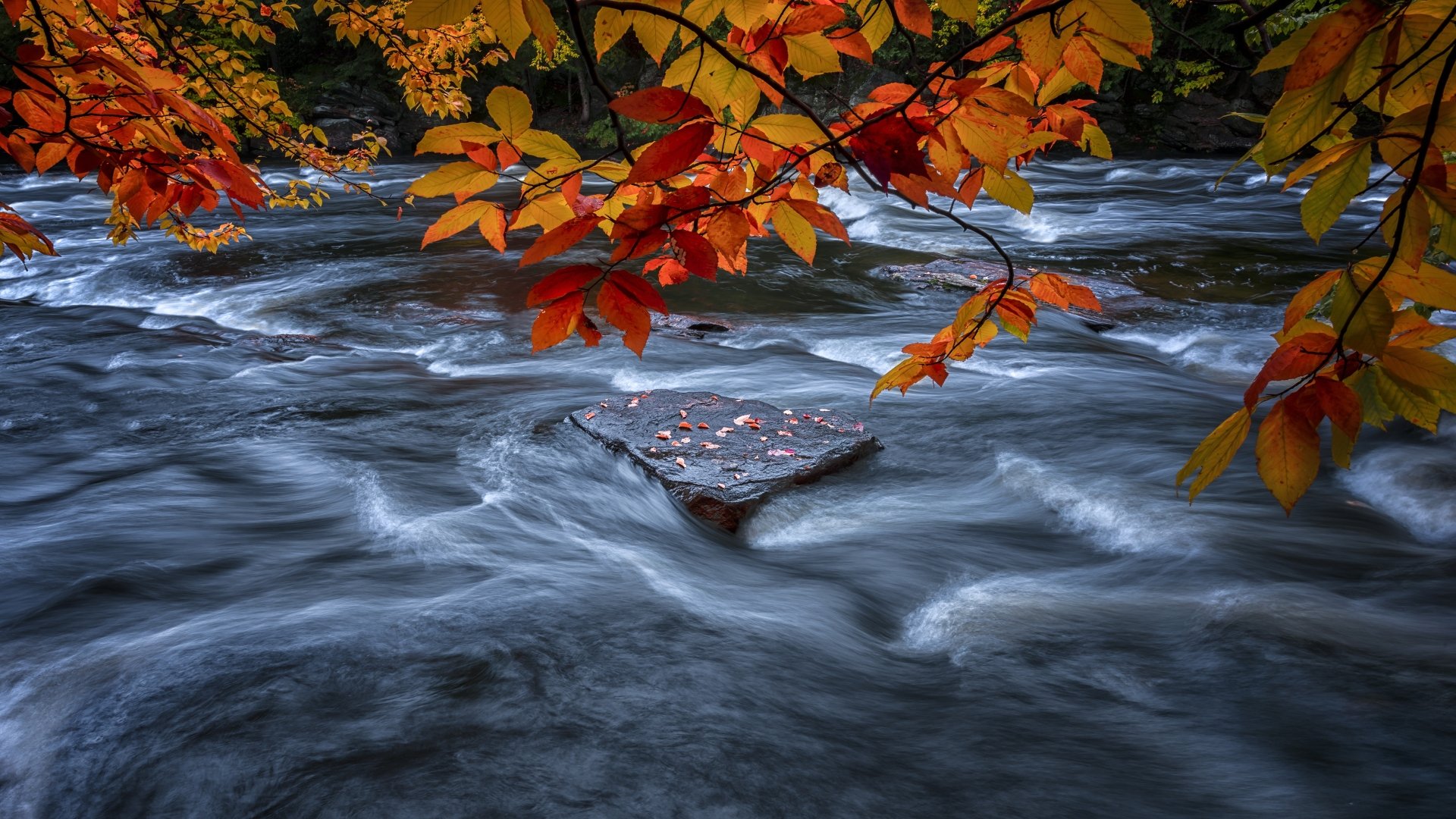 Autumn Stream Serenity: 4K Ultra HD River Flow with Fall Leaves and Stone