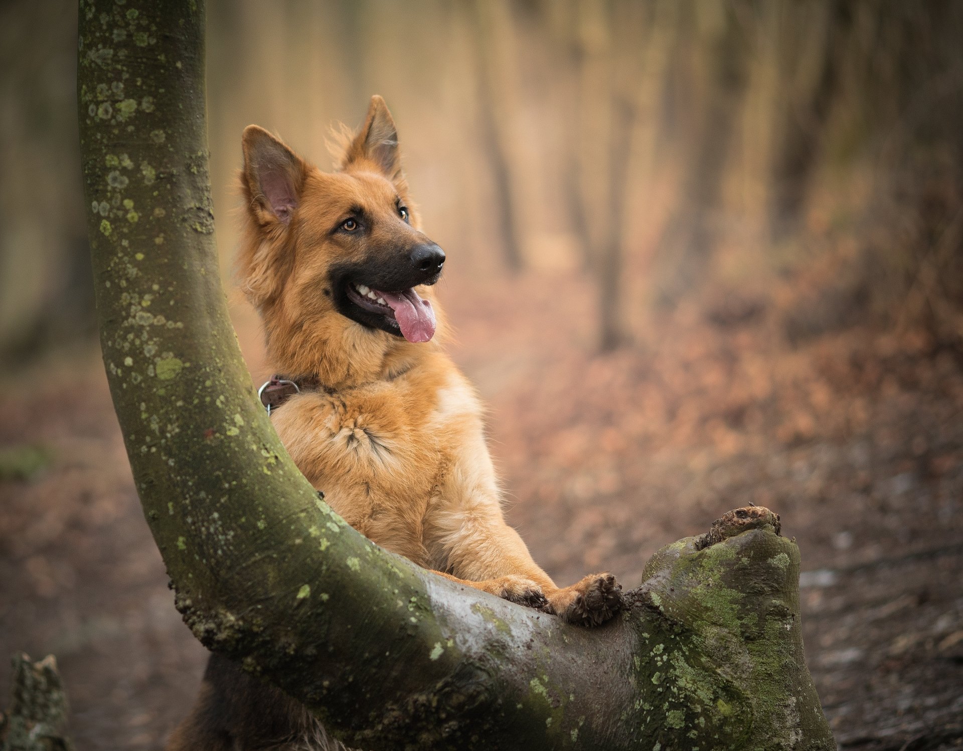 Download Dog Animal German Shepherd HD Wallpaper