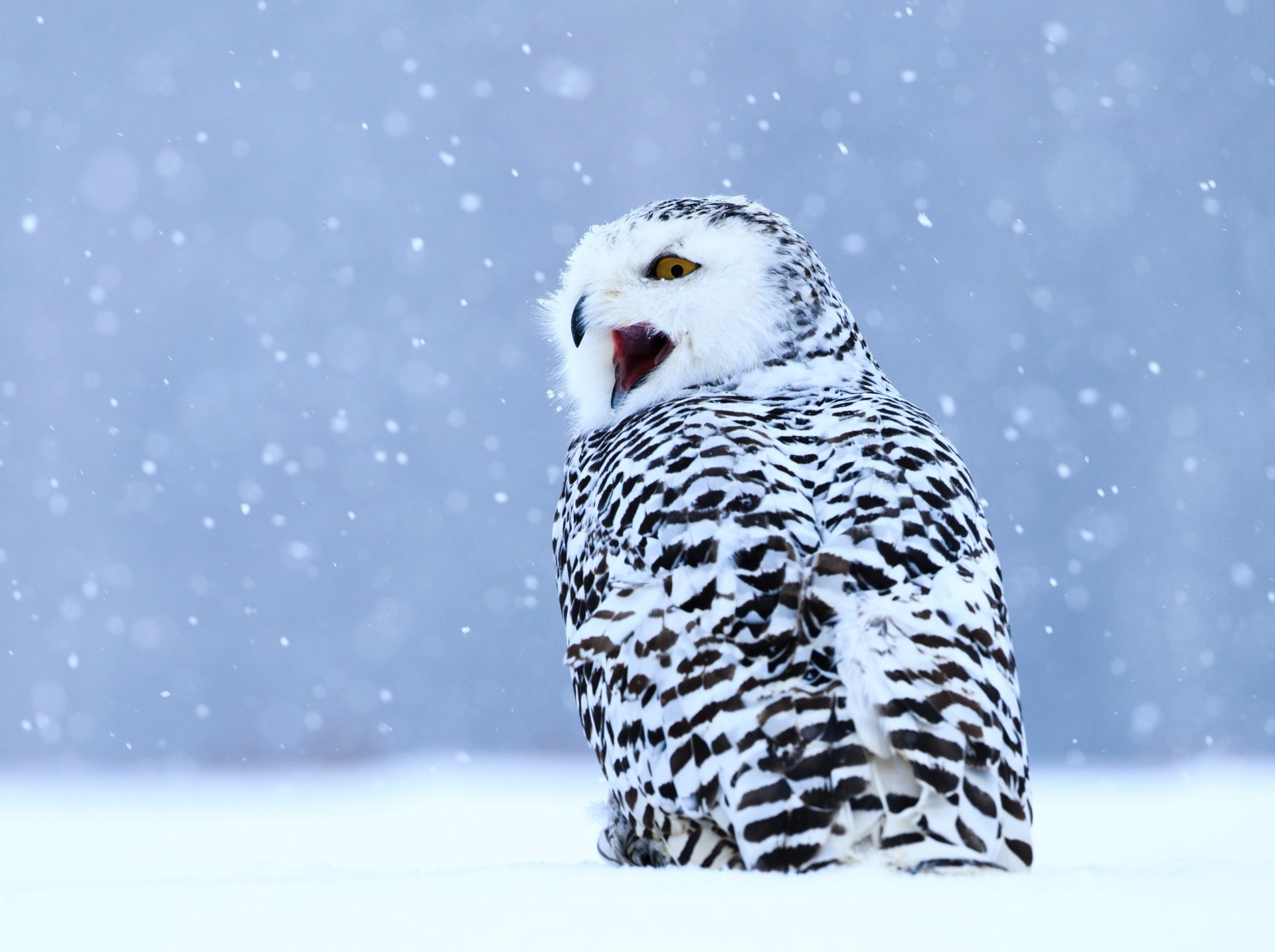 Snowy Owl in Falling Snow — 4K Ultra HD Winter Wallpaper | 4876x3641 ...
