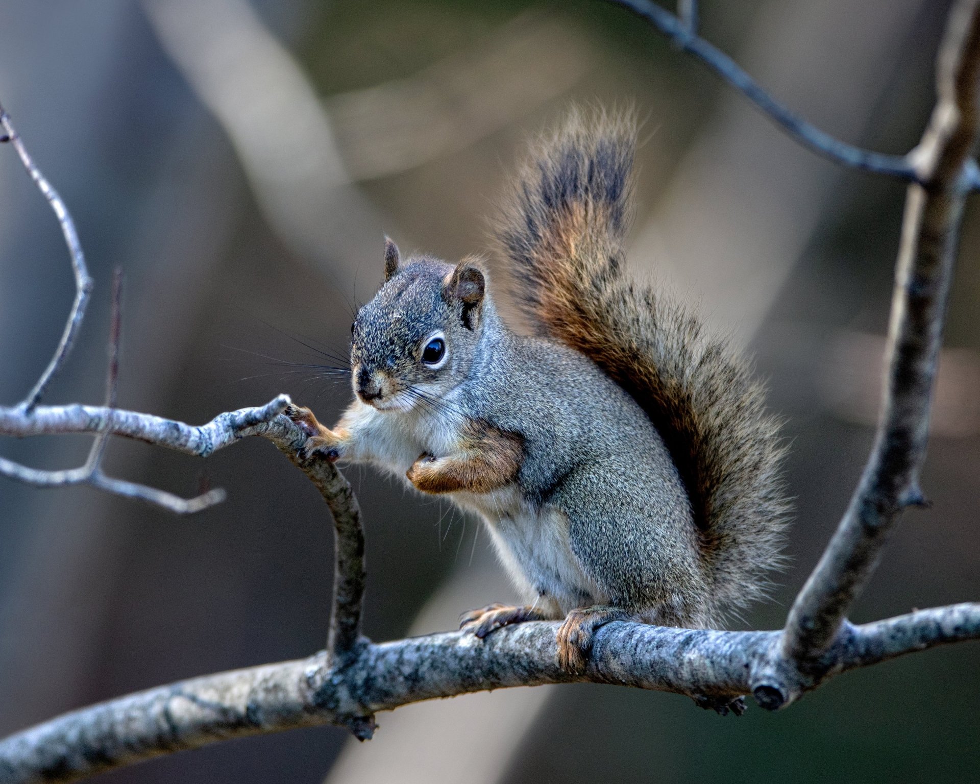 Squirrel HD Wallpaper