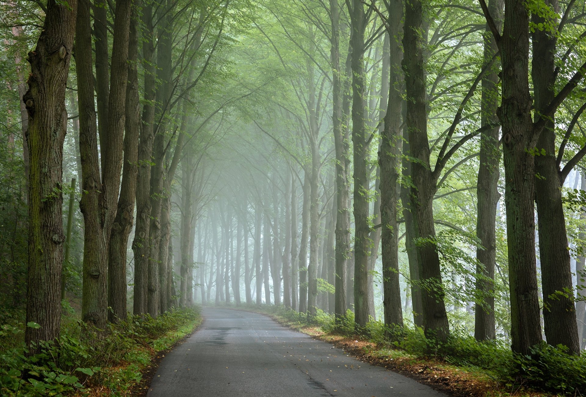 Download Fog Tree Man Made Road HD Wallpaper by Radoslaw Dranikowski