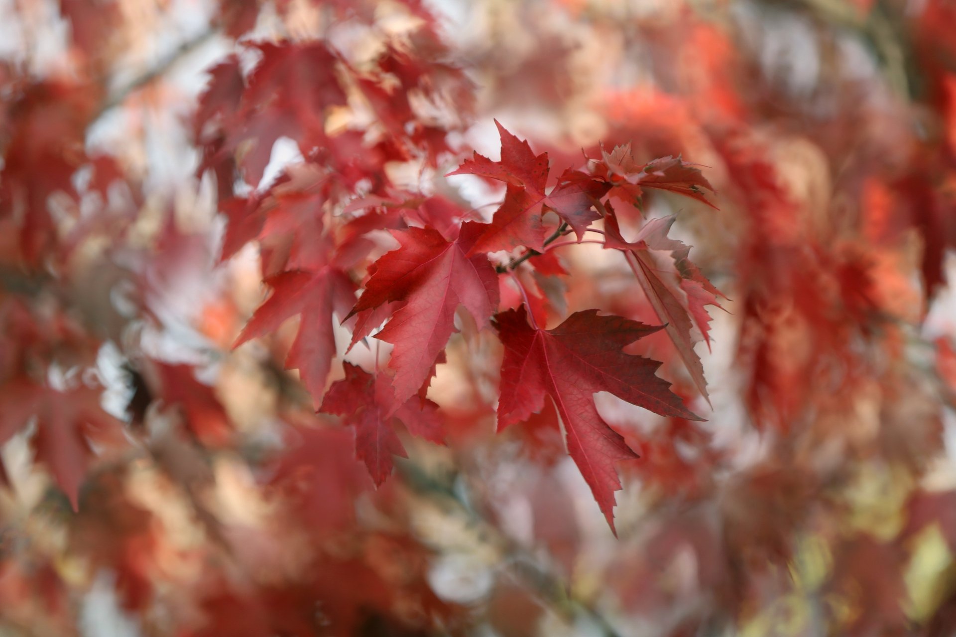 Download Bokeh Maple Leaf Nature Fall Leaf 4k Ultra HD Wallpaper