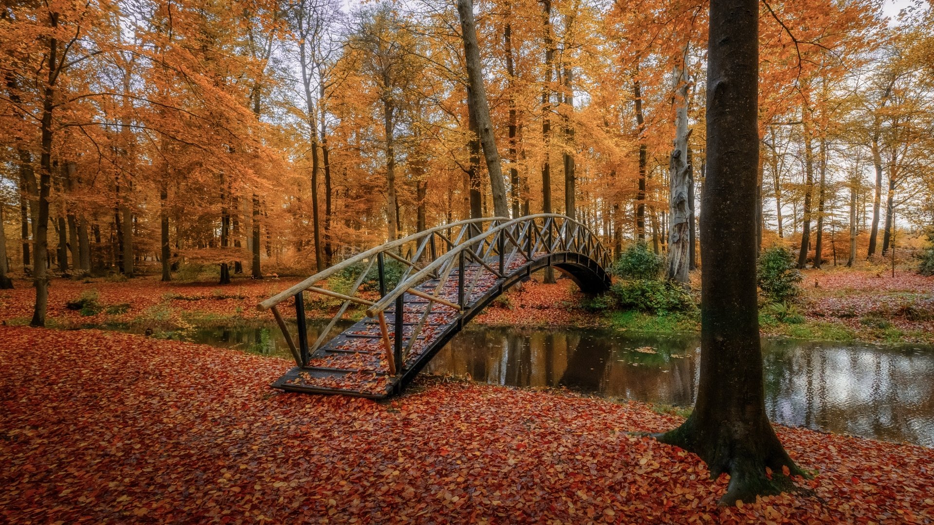 Download Bridge Park Nature Photography Fall 4k Ultra HD Wallpaper