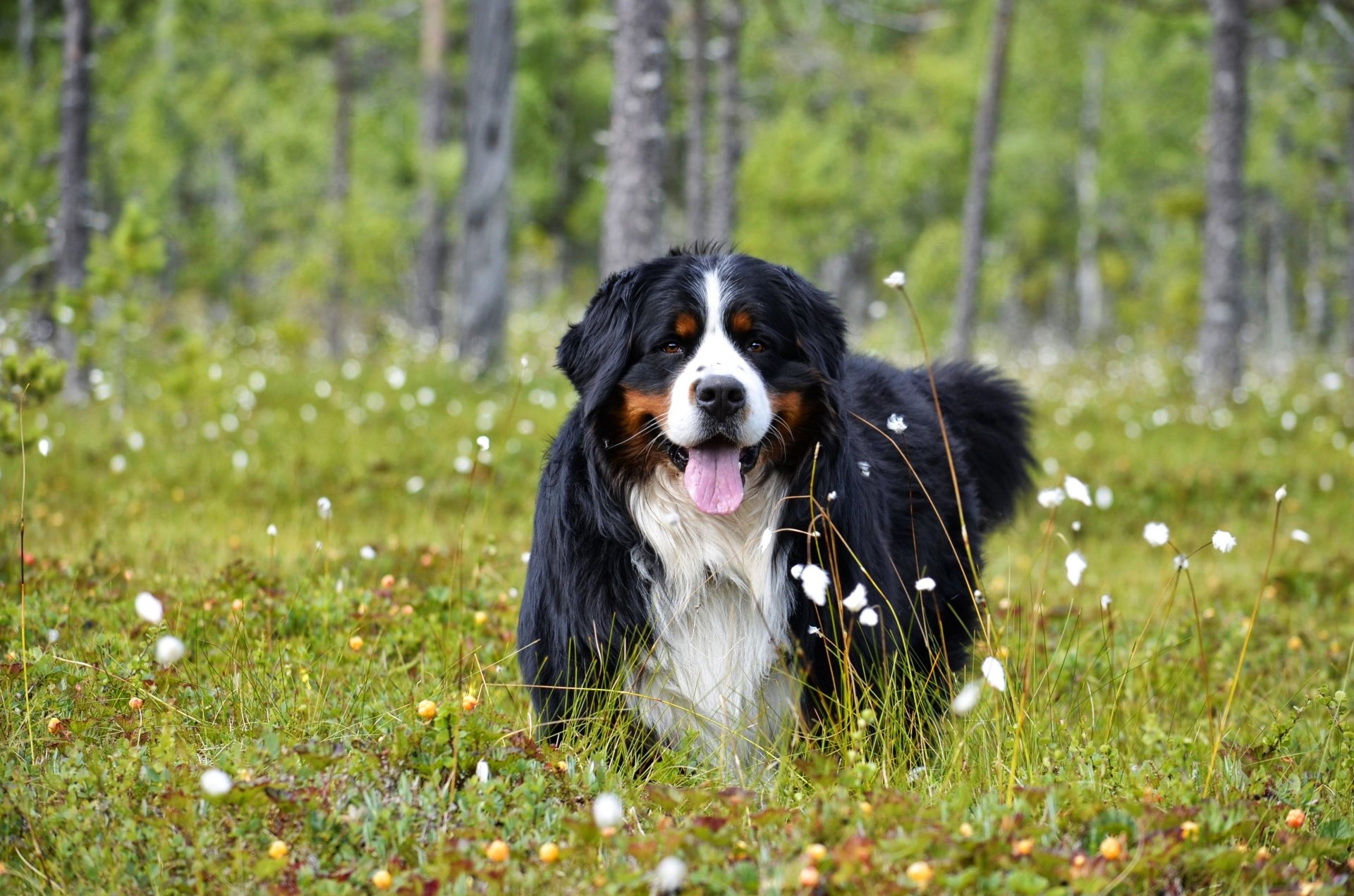 Download Dog Animal Bernese Mountain Dog HD Wallpaper