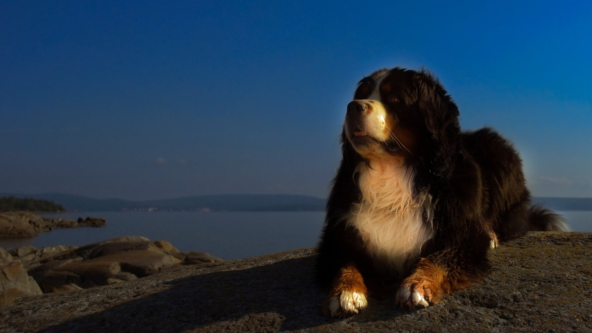 Download Animal Bernese Mountain Dog HD Wallpaper