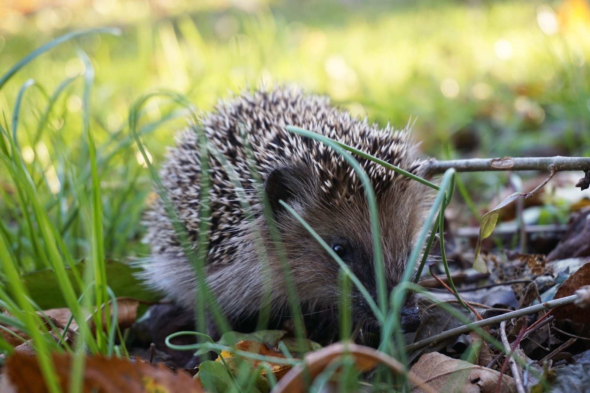 Download Animal Hedgehog 4k Ultra HD Wallpaper | 3840x2560 | Wallpaper ...