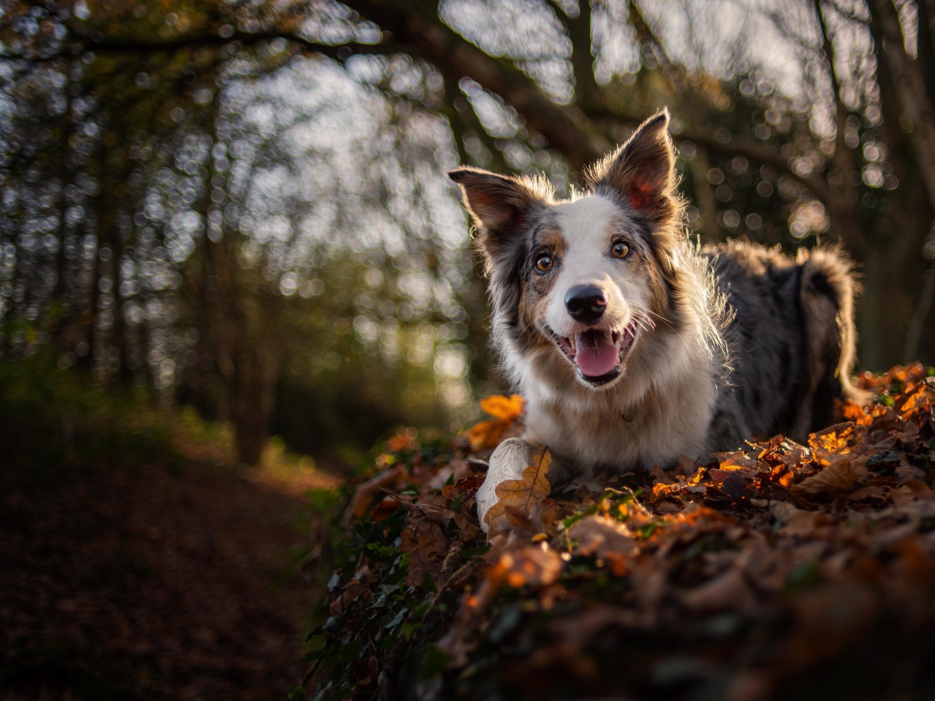 Download Dog Animal Border Collie 4k Ultra HD Wallpaper