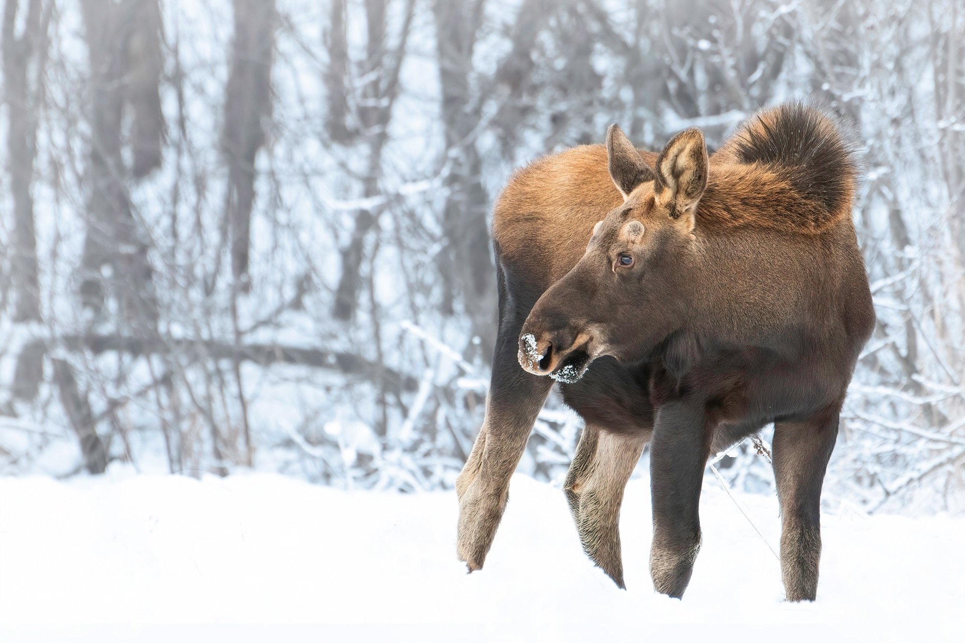 Download Snow Winter Animal Moose HD Wallpaper