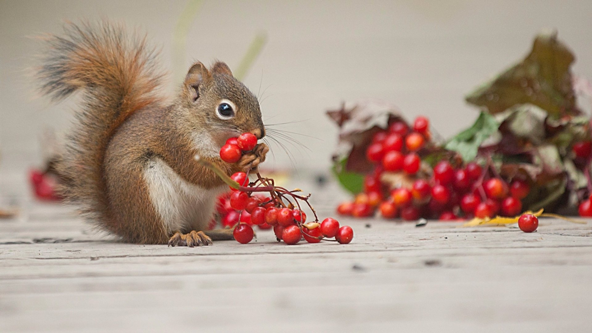Download Berry Rodent Animal Squirrel HD Wallpaper