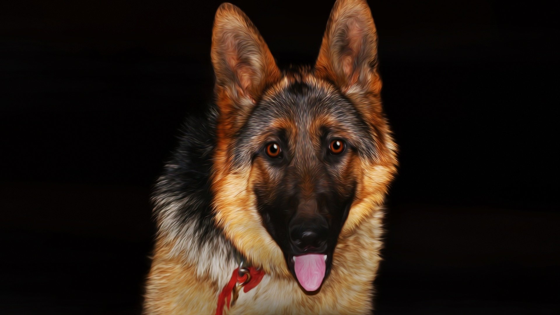 Download Dog Animal German Shepherd HD Wallpaper