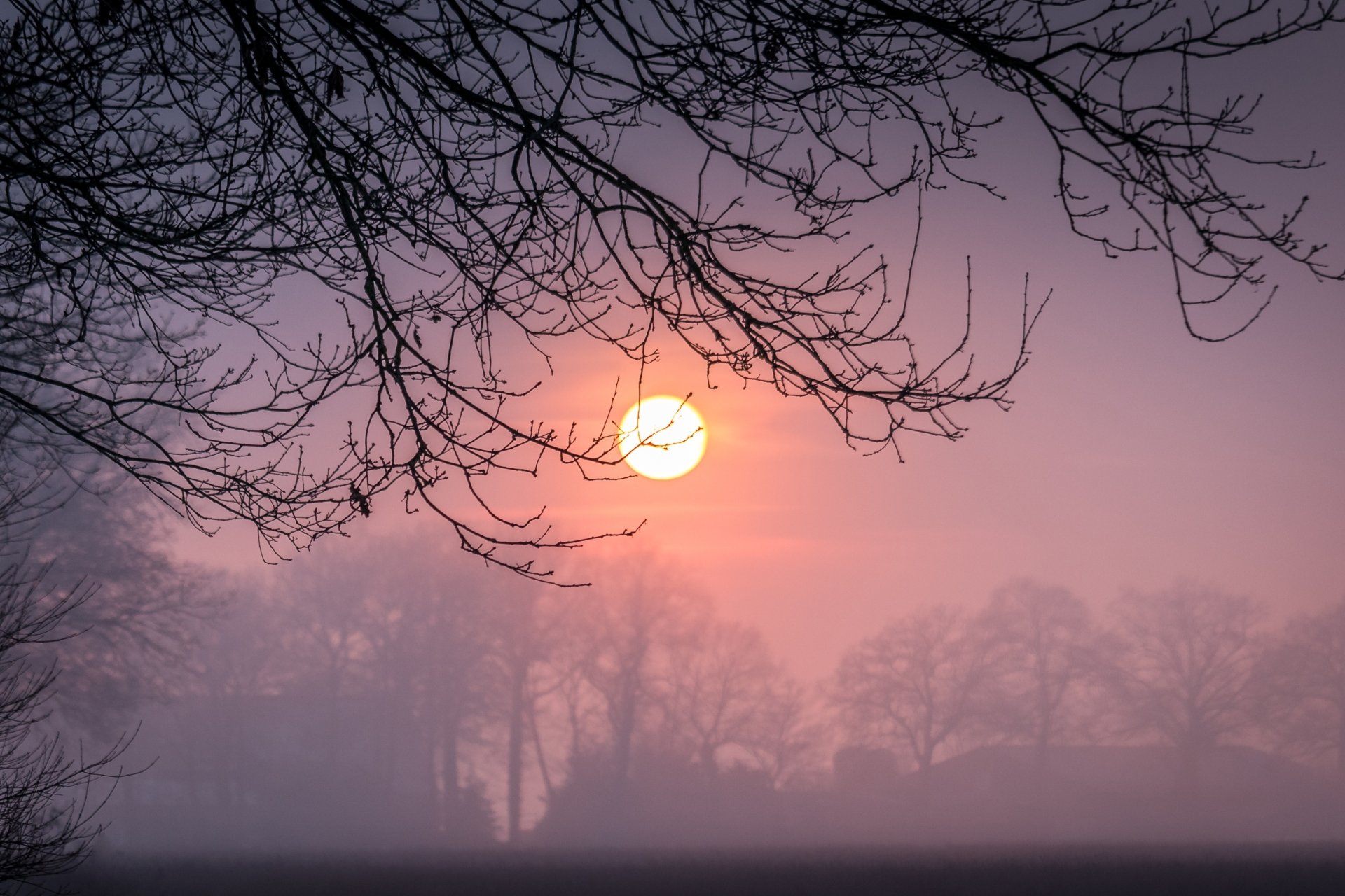 Winter Sun Through Foggy Branches - HD Nature Sunset Wallpaper
