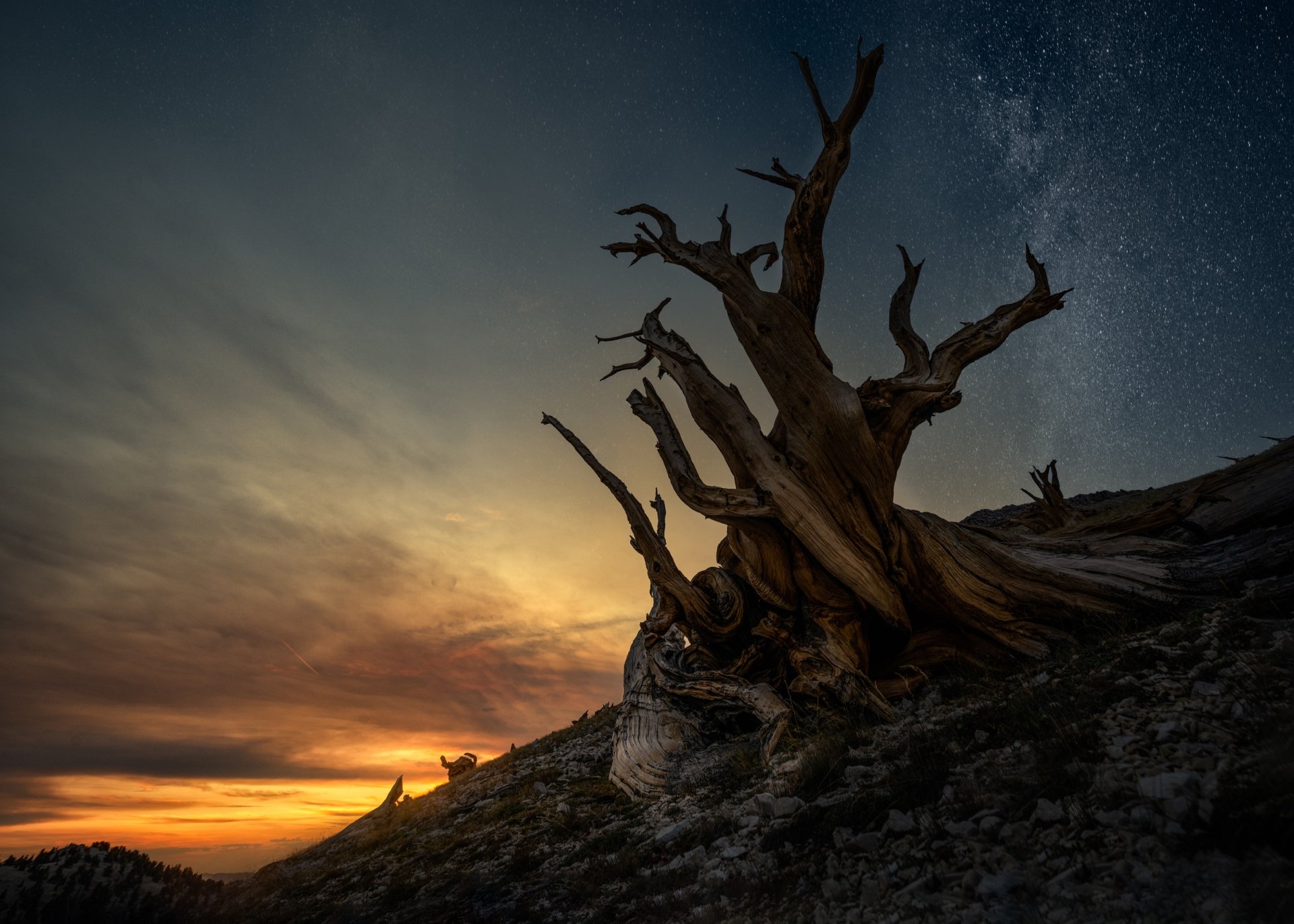 Download Twisted Tree Tree Star Nature Night HD Wallpaper