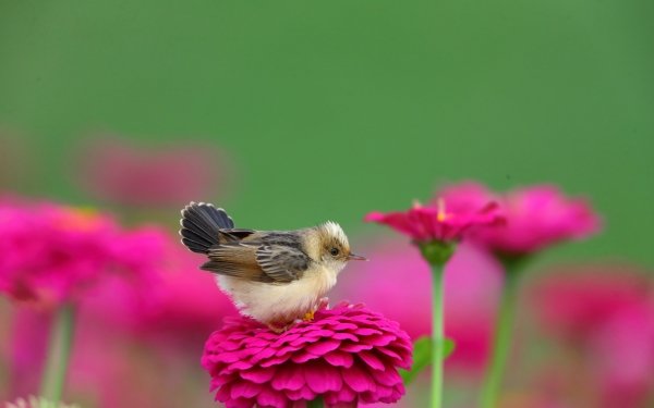 Little Bird on Flower HD Wallpaper | Background Image | 2048x1365