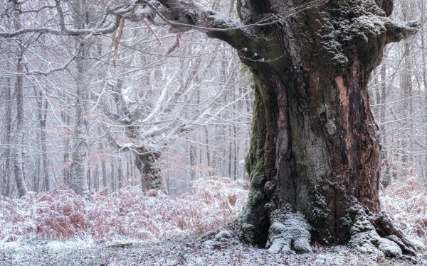 Icy Trees 4k Ultra HD Wallpaper | Background Image | 3840x2880