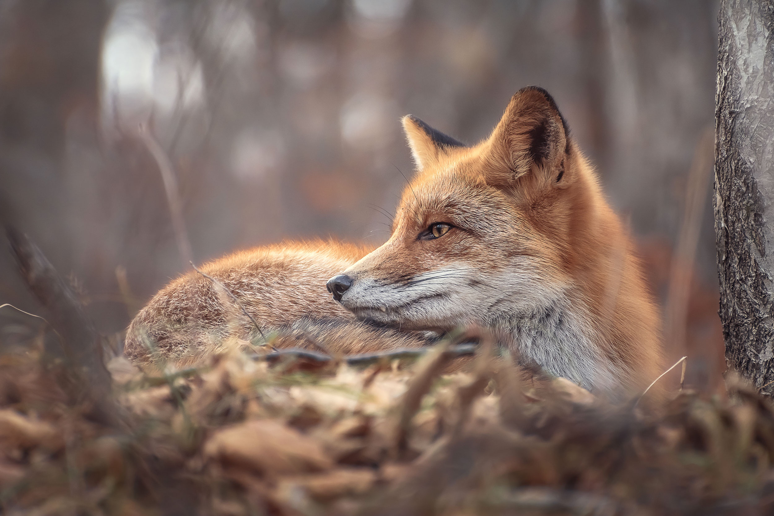 Little Fox Hd Nature