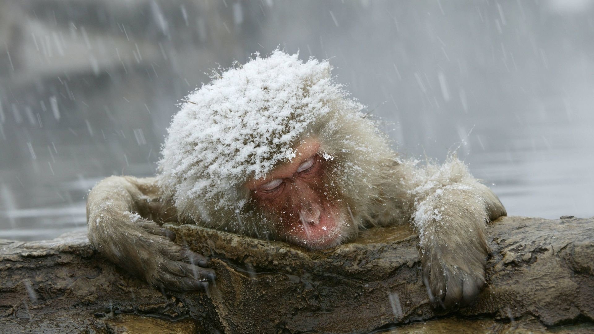 Download Primate Monkey Snow Animal Japanese Macaque Snow Monkey HD ...