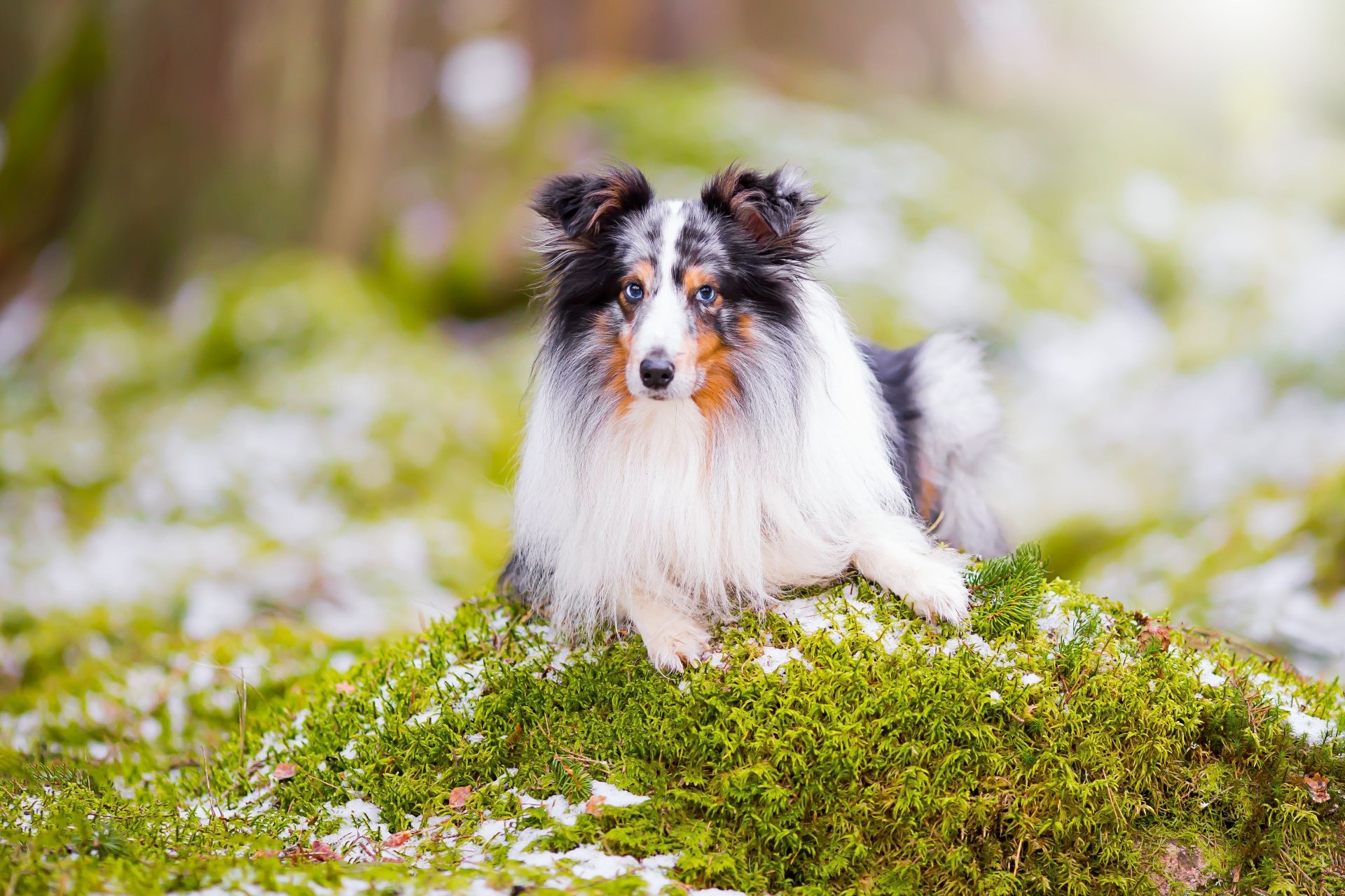 Download Dog Animal Shetland Sheepdog 4k Ultra HD Wallpaper