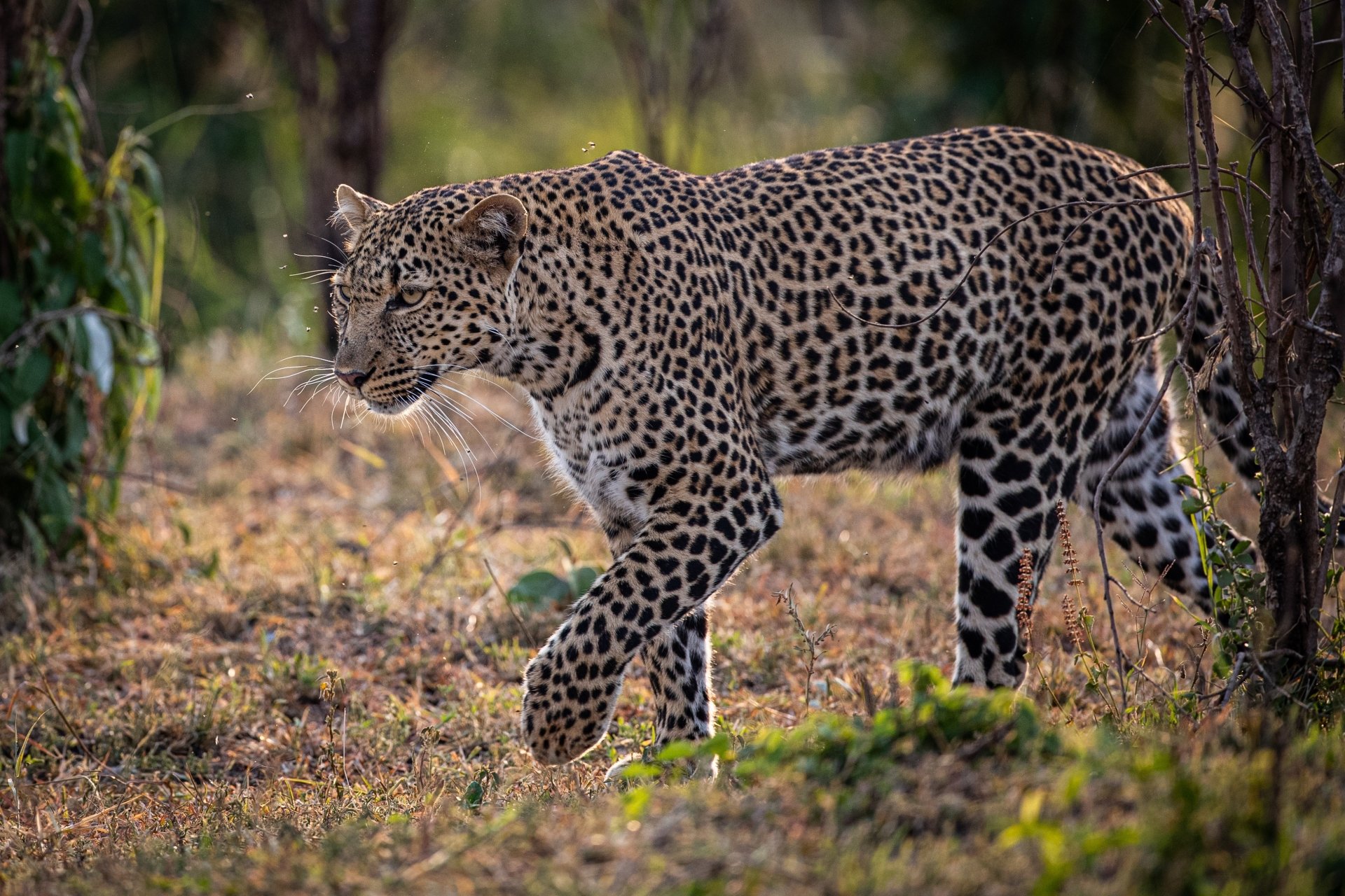 Download Animal Leopard 4k Ultra HD Wallpaper | 3873x2581 | Wallpaper Abyss