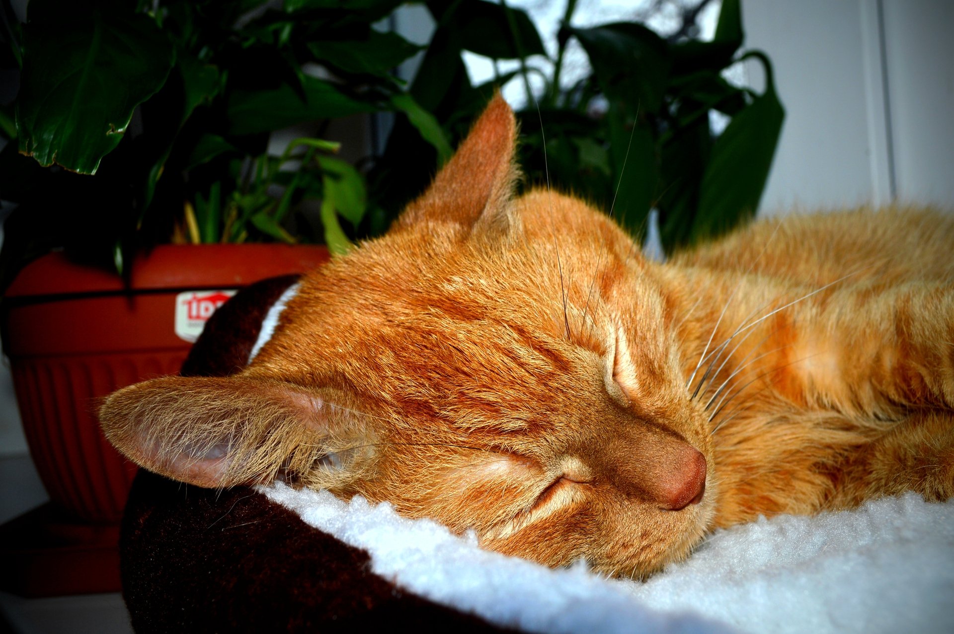 Download Sleeping Animal Cat 4k Ultra HD Wallpaper | 6016x4000 ...