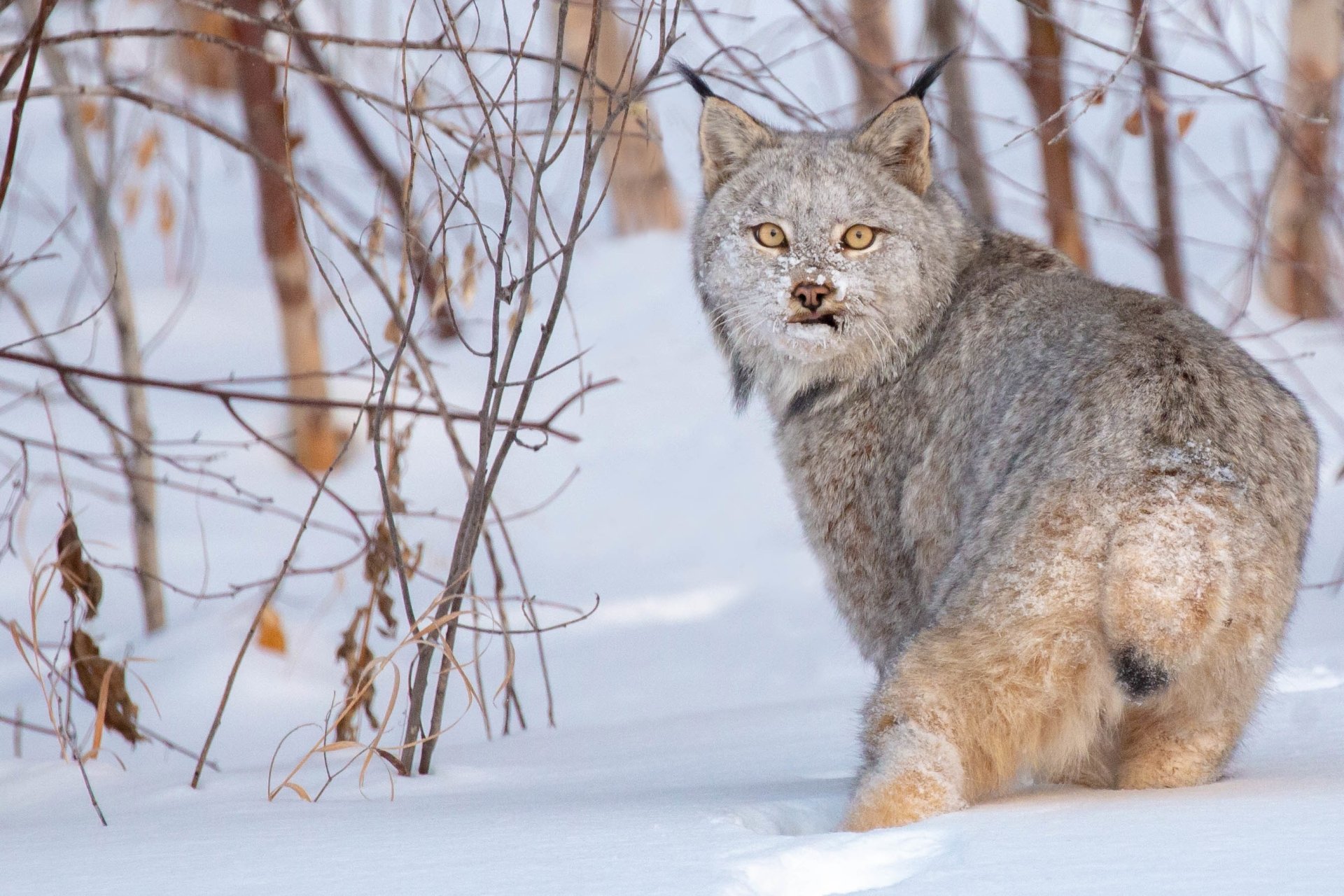 Winter Lynx Majesty: HD Snowy Wildlife Wallpaper