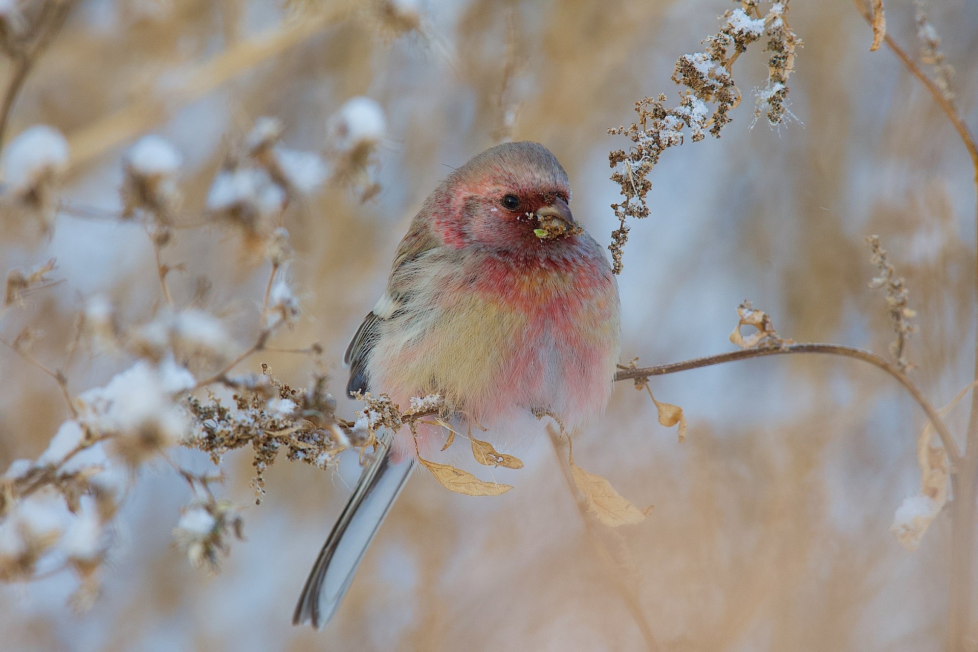 Long-Tailed Rosefinch — 2K Quad HD Finch Wallpaper | 2560x1706 ...