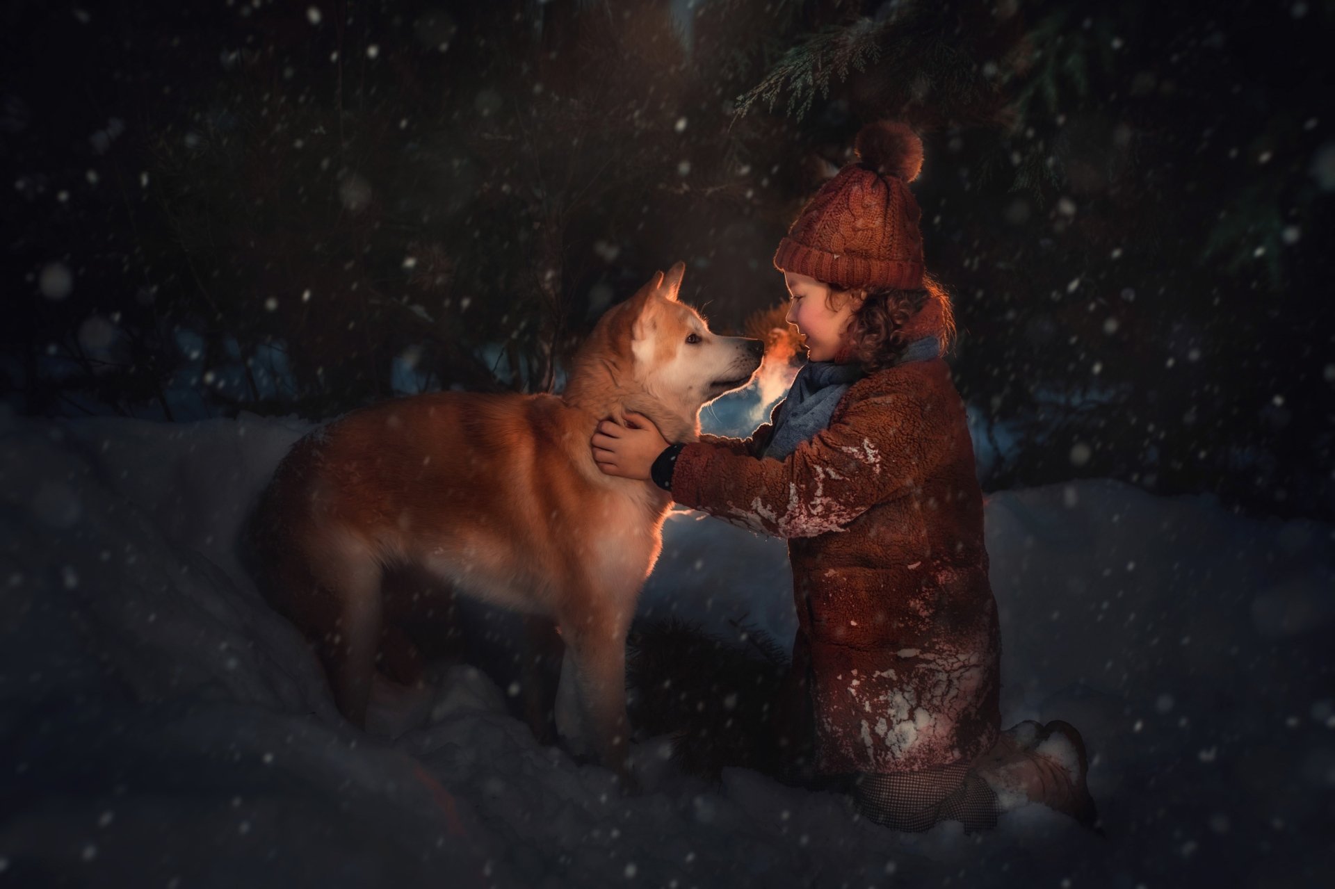 Download Shiba Inu Night Winter Dog Photography Child Winter Night HD ...