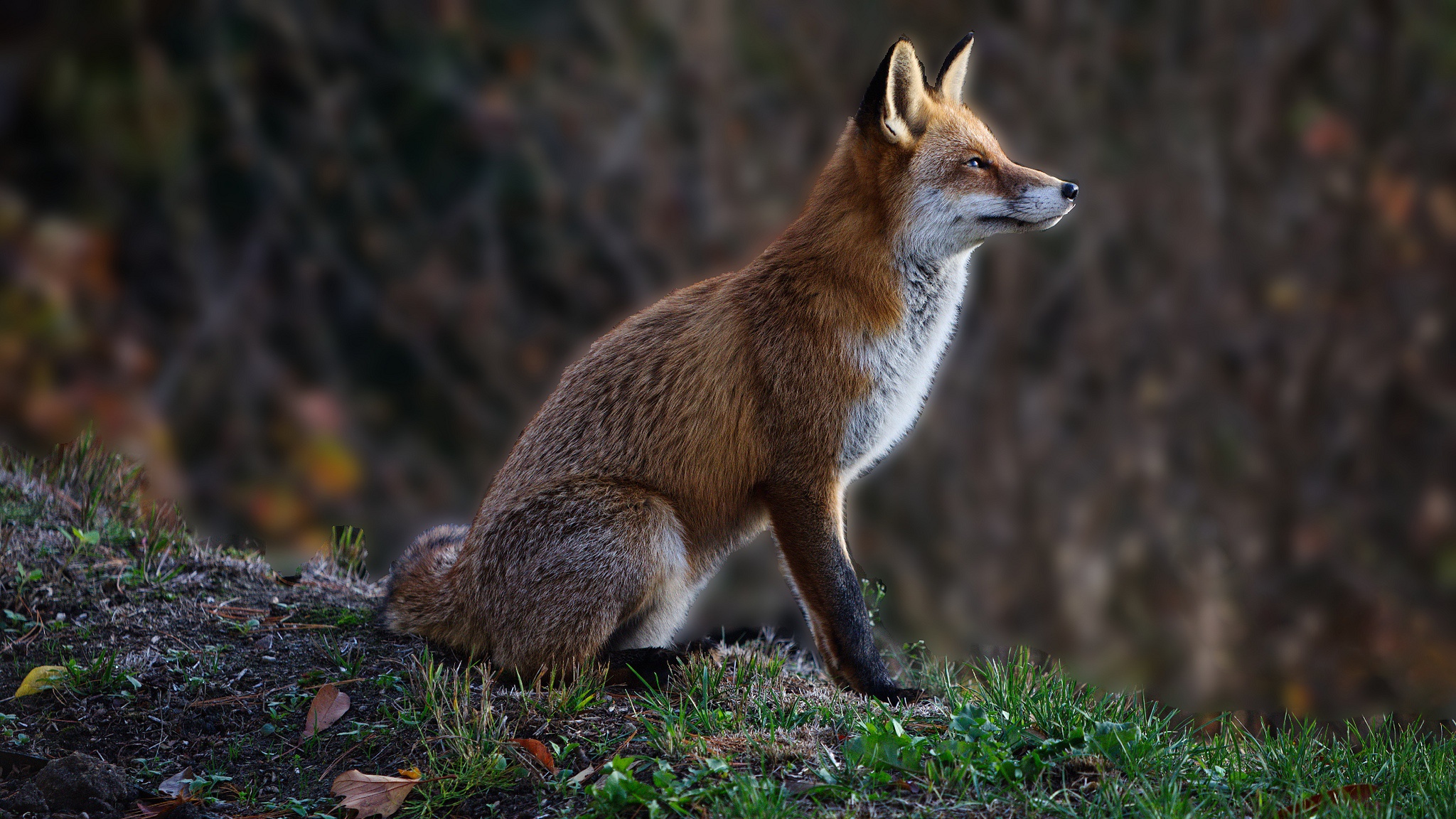 Download Animal Fox HD Wallpaper