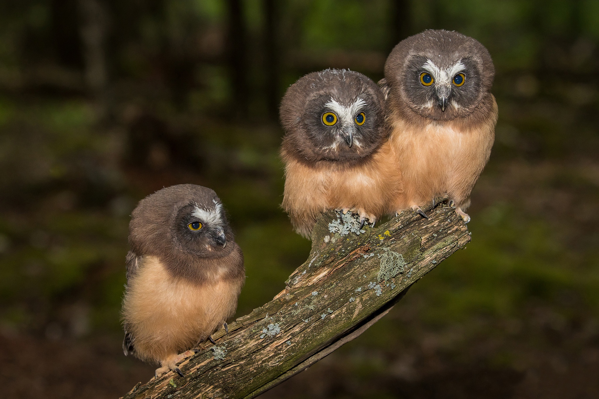 Majestic Owl Trio: HD Wildlife Wallpaper Showcase