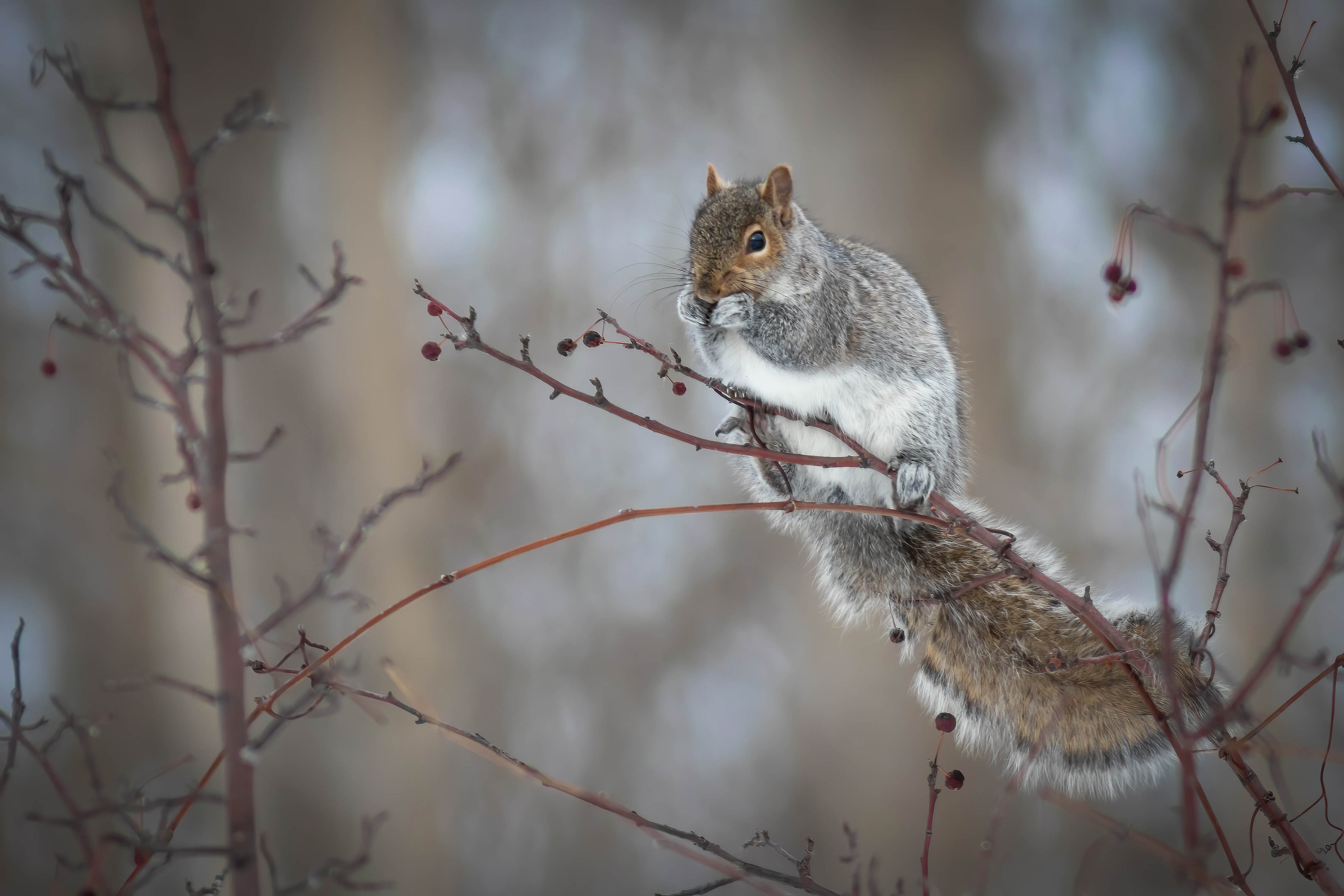 Download Rodent Animal Squirrel 4k Ultra HD Wallpaper