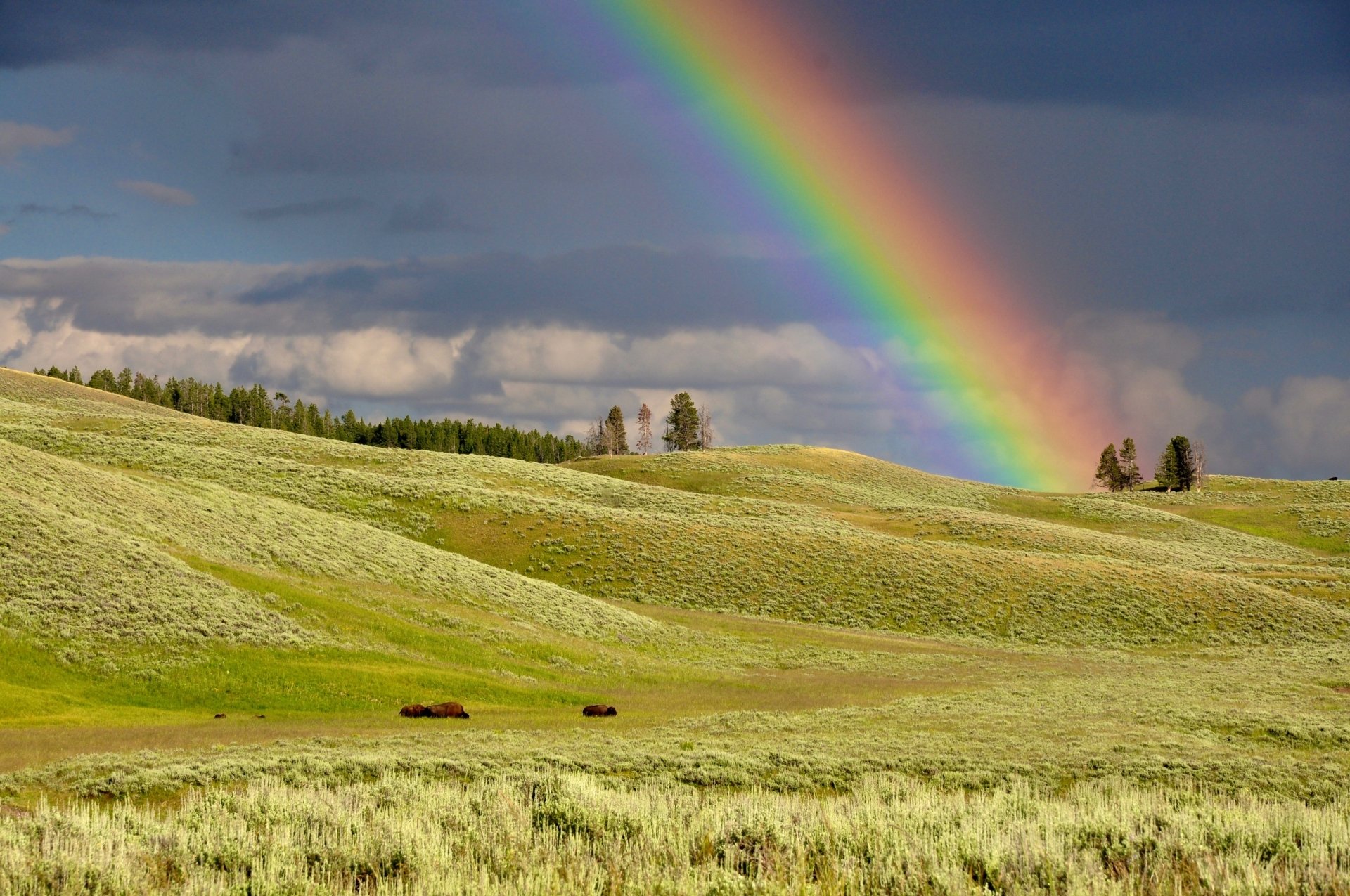 Download Field Nature Rainbow 4k Ultra HD Wallpaper