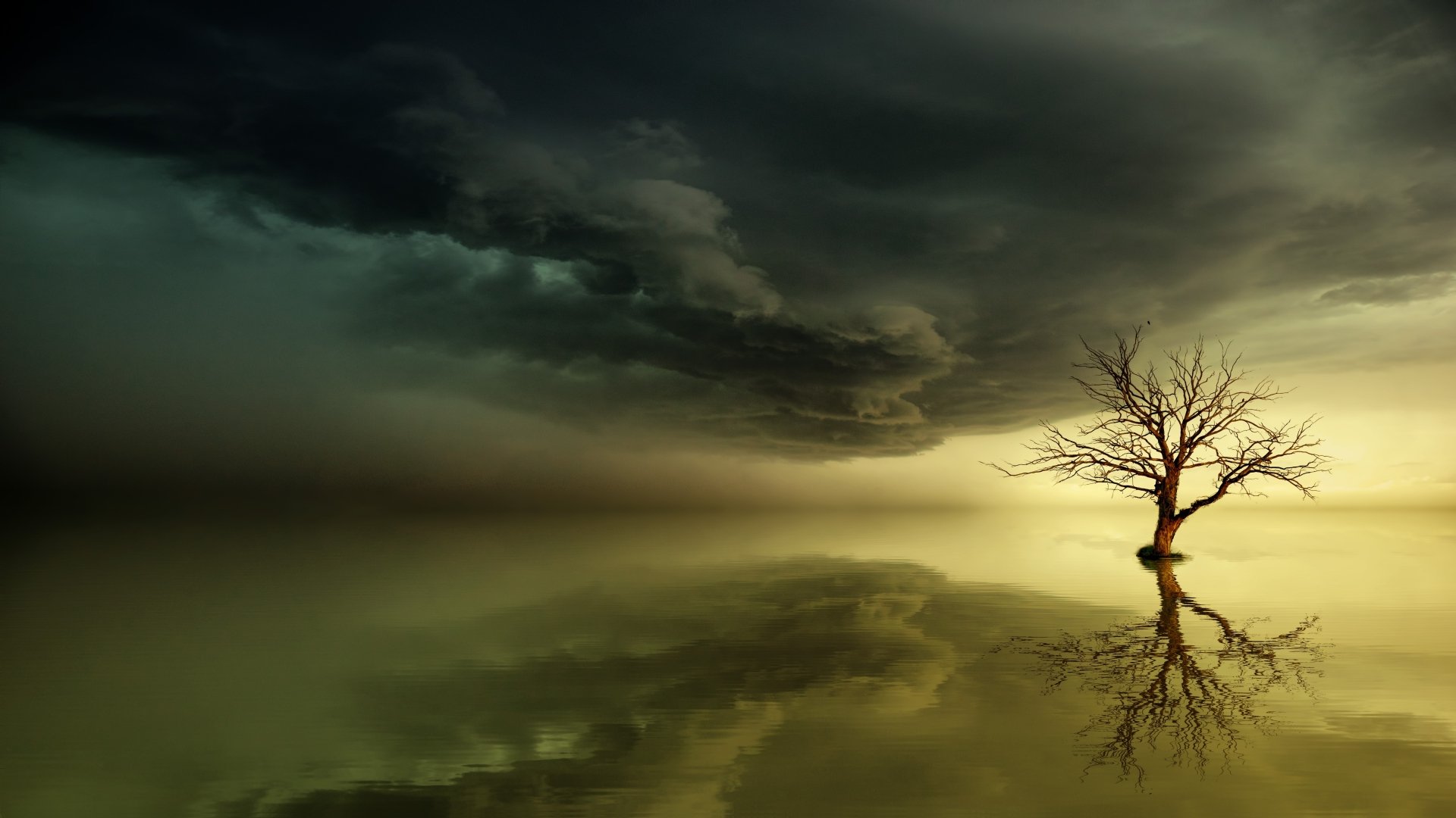 Download Mood Horizon Reflection Water Cloud Lonely Tree Dead Tree ...
