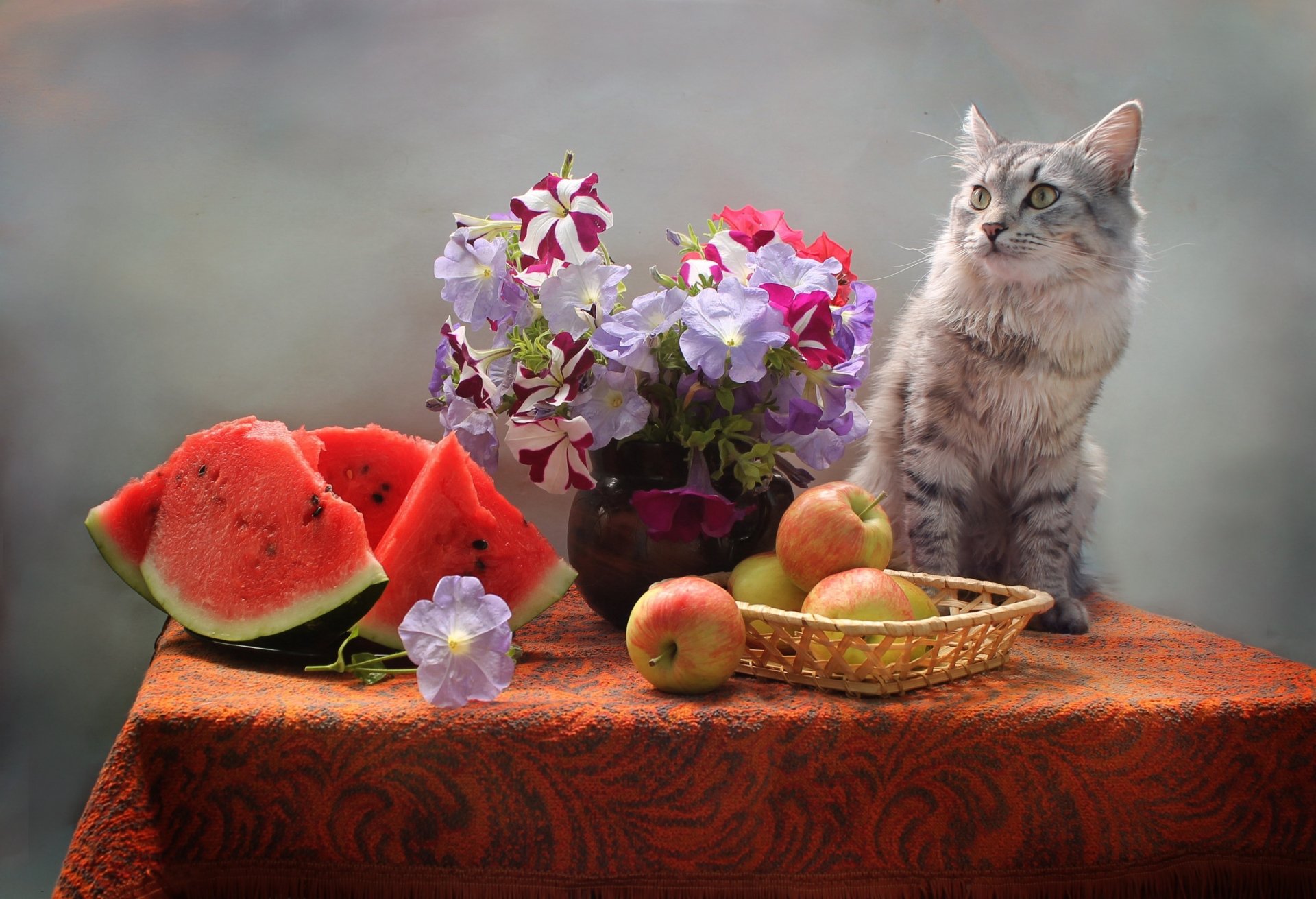 Download Watermelon Flower Apple Animal Cat HD Wallpaper