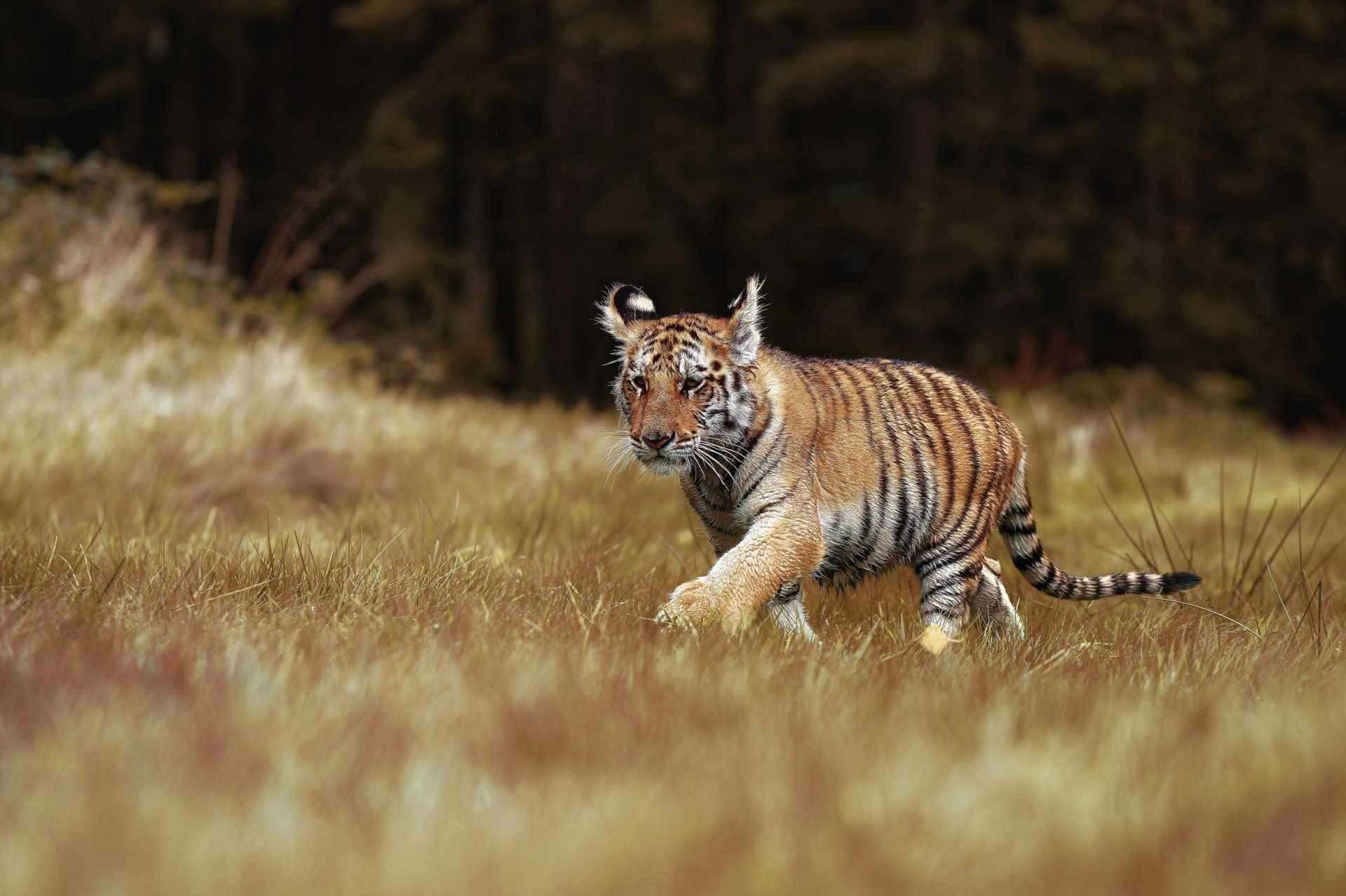 Animal Tiger HD Wallpaper