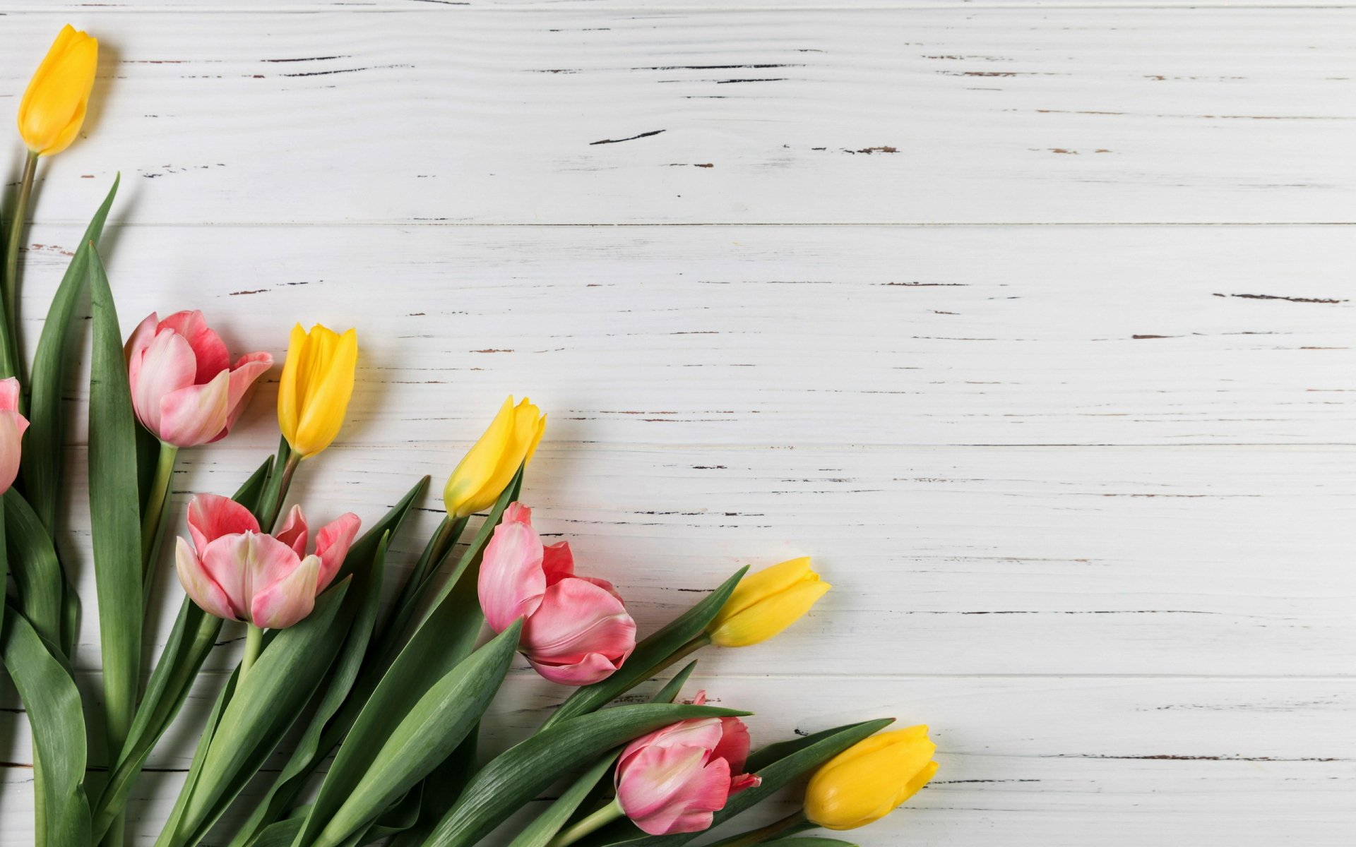 Download Tulip Man Made Flower HD Wallpaper