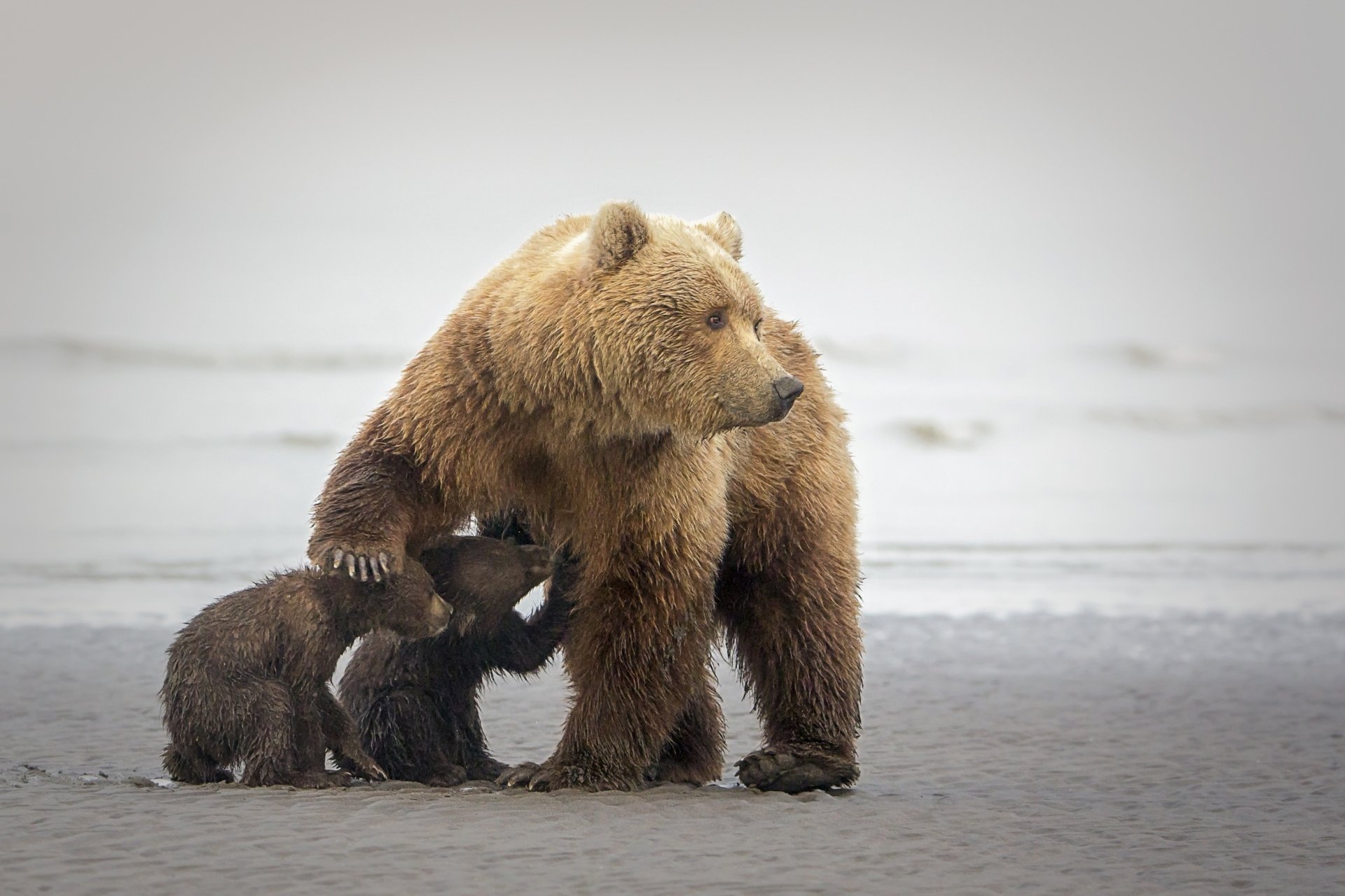 Download Baby Animal Cub Animal Bear HD Wallpaper