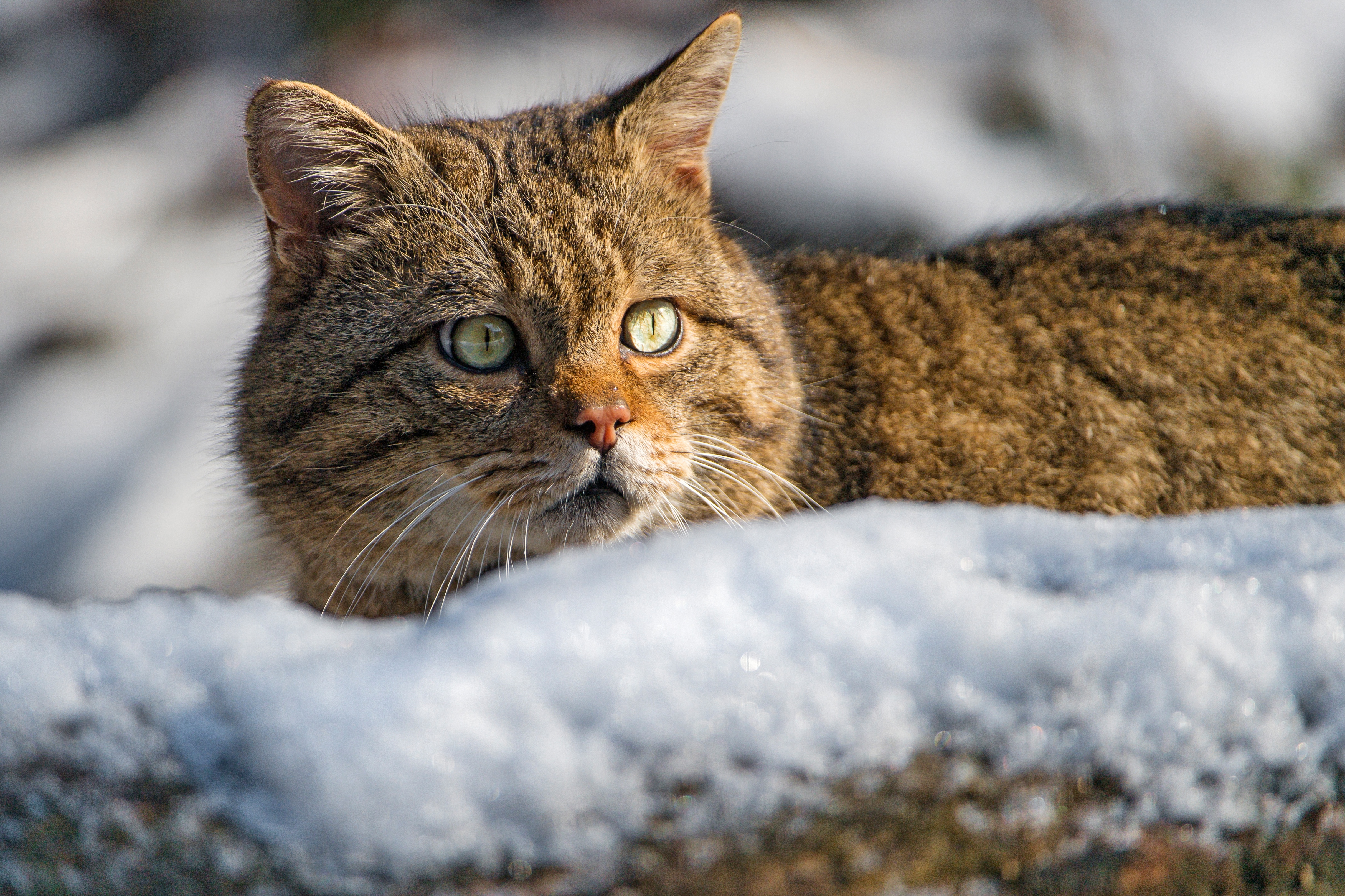 Cat 4k Ultra HD Wallpaper | Background Image | 4850x3233