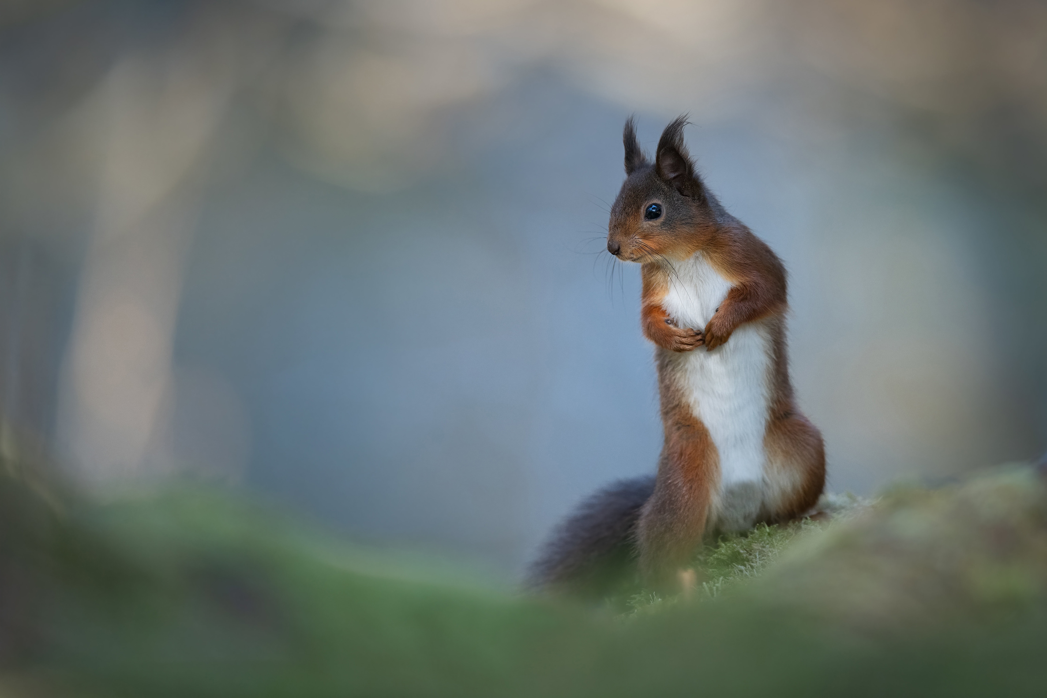 Download Rodent Animal Squirrel 4k Ultra HD Wallpaper