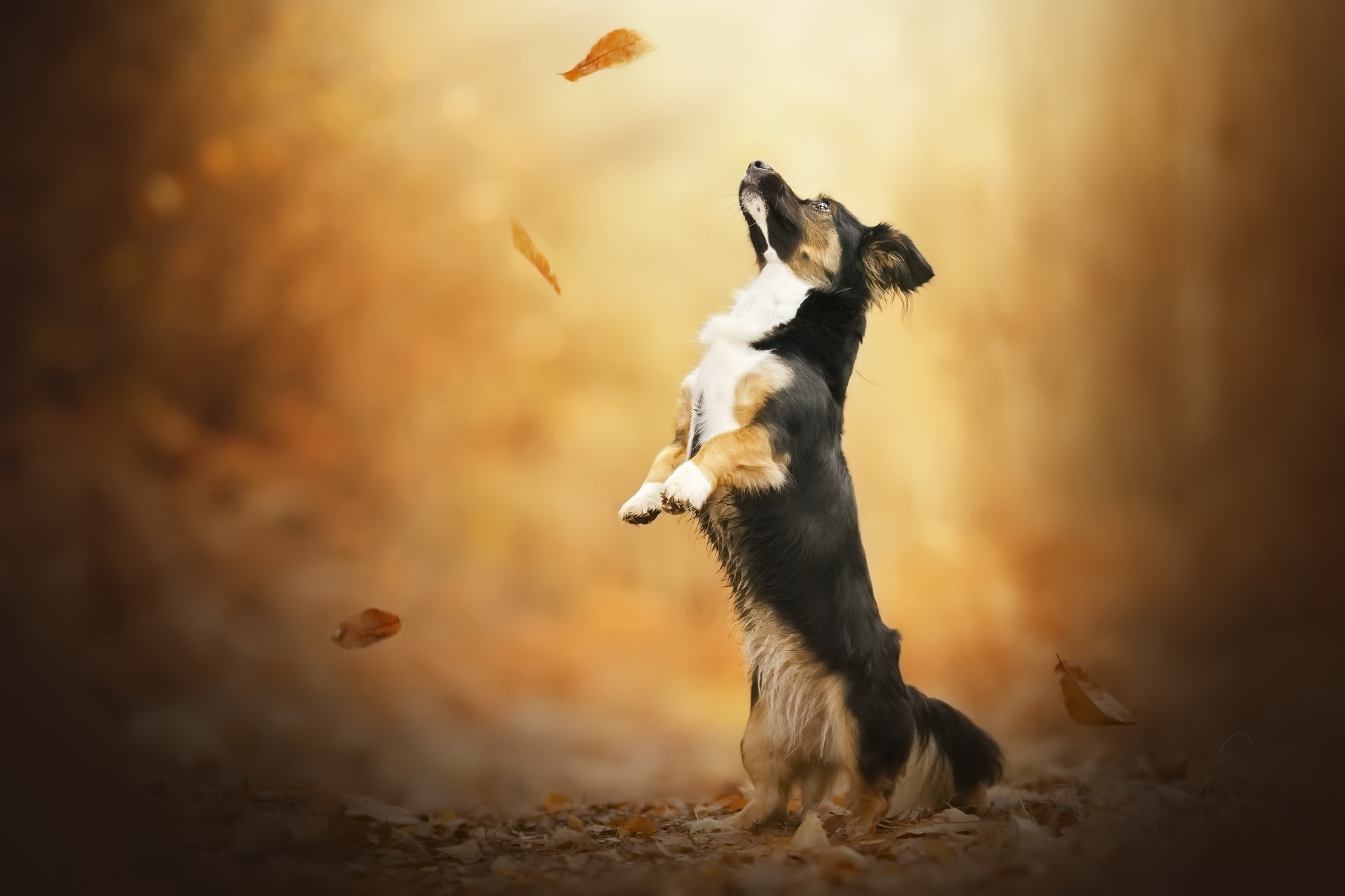 Download Depth Of Field Animal Dog HD Wallpaper