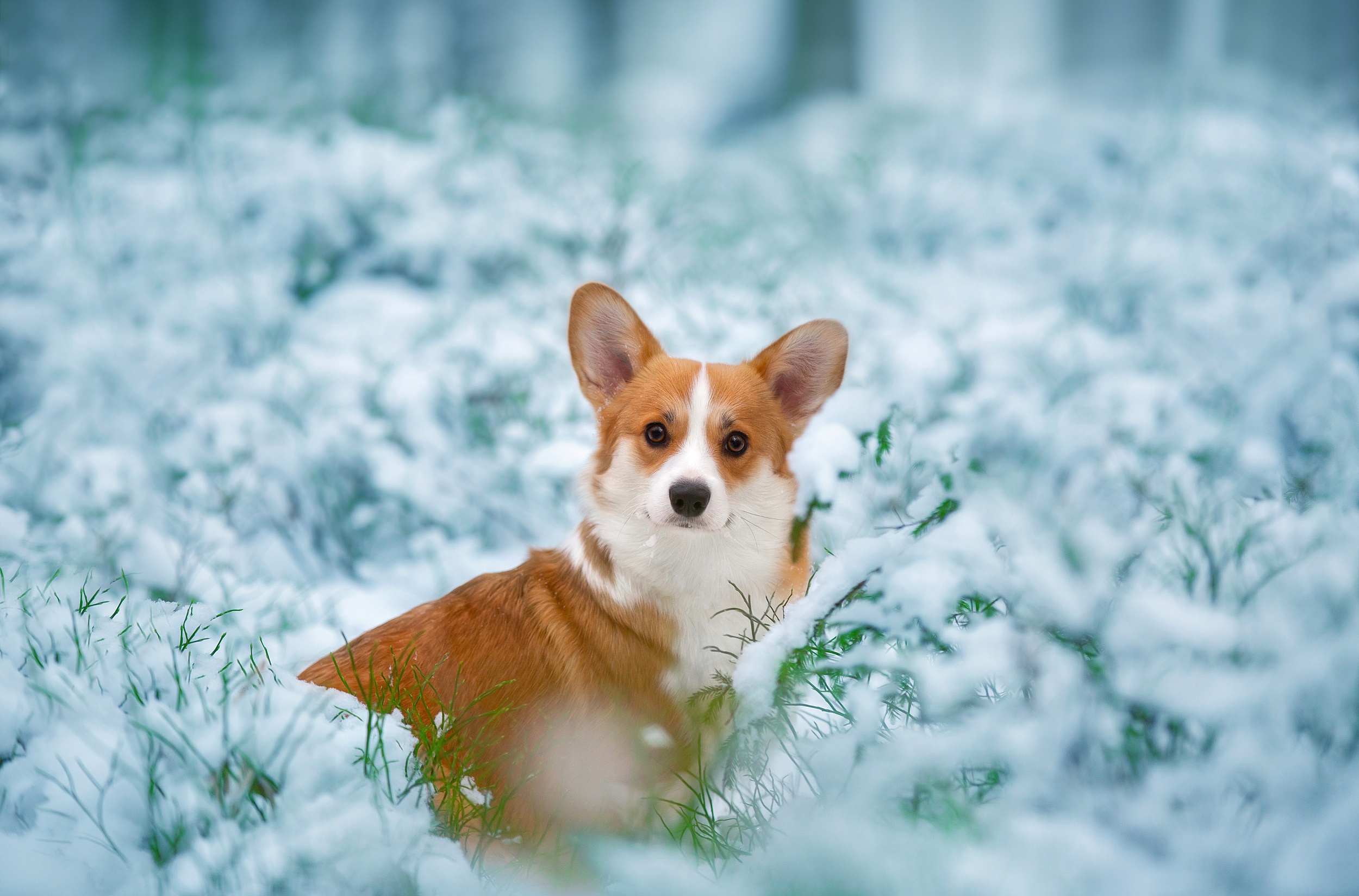 Download Dog Snow Animal Corgi HD Wallpaper by Anna Oris