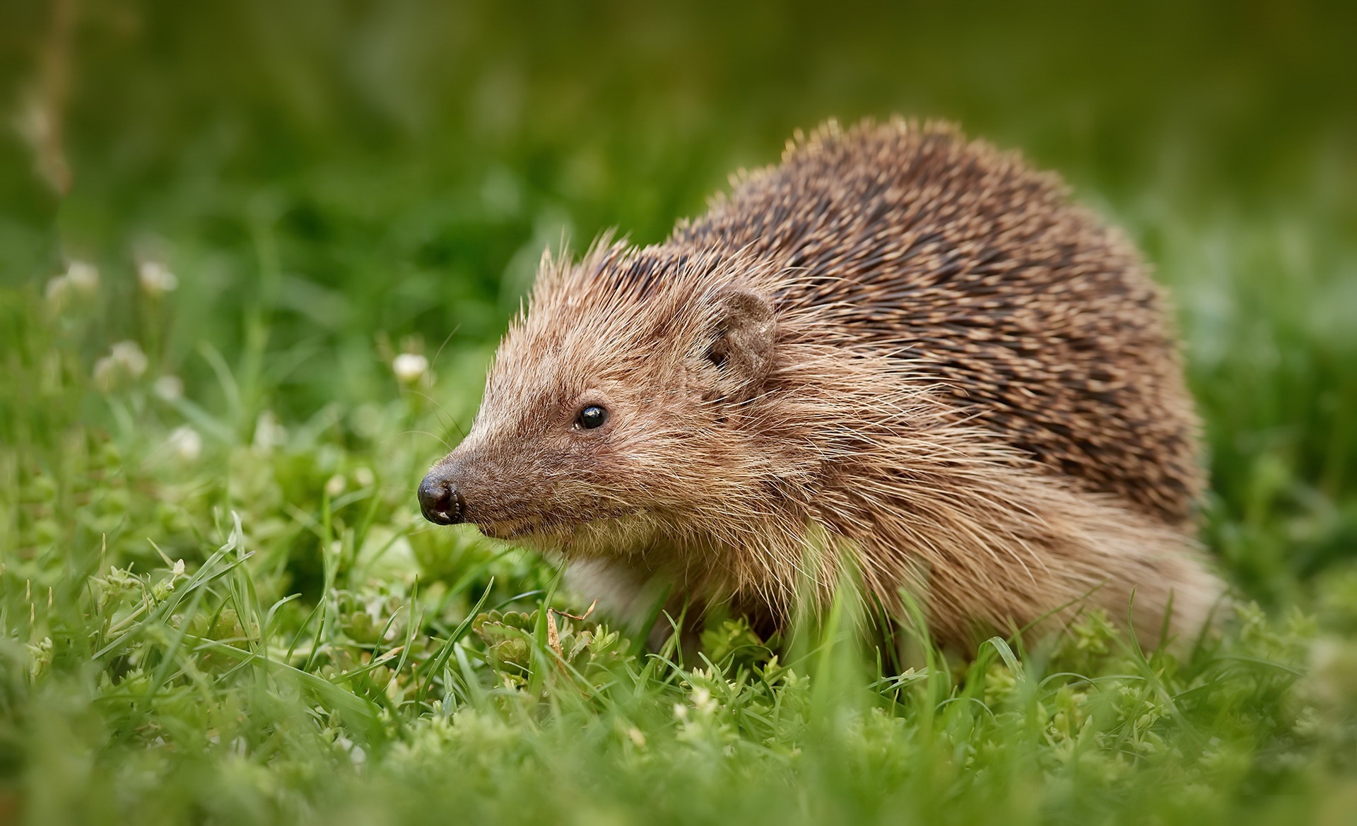 Download Animal Hedgehog HD Wallpaper