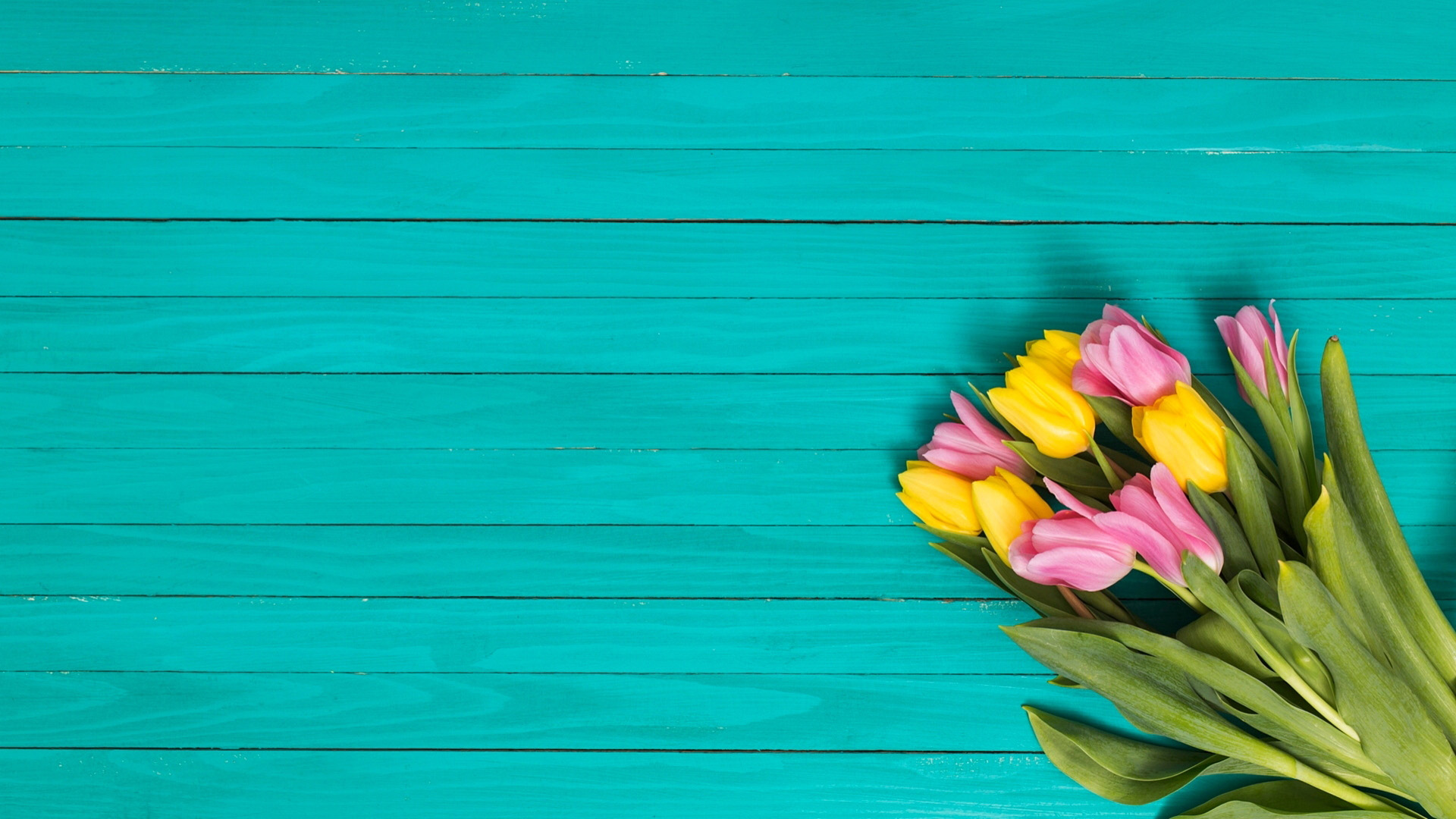 Download Tulip Man Made Flower HD Wallpaper