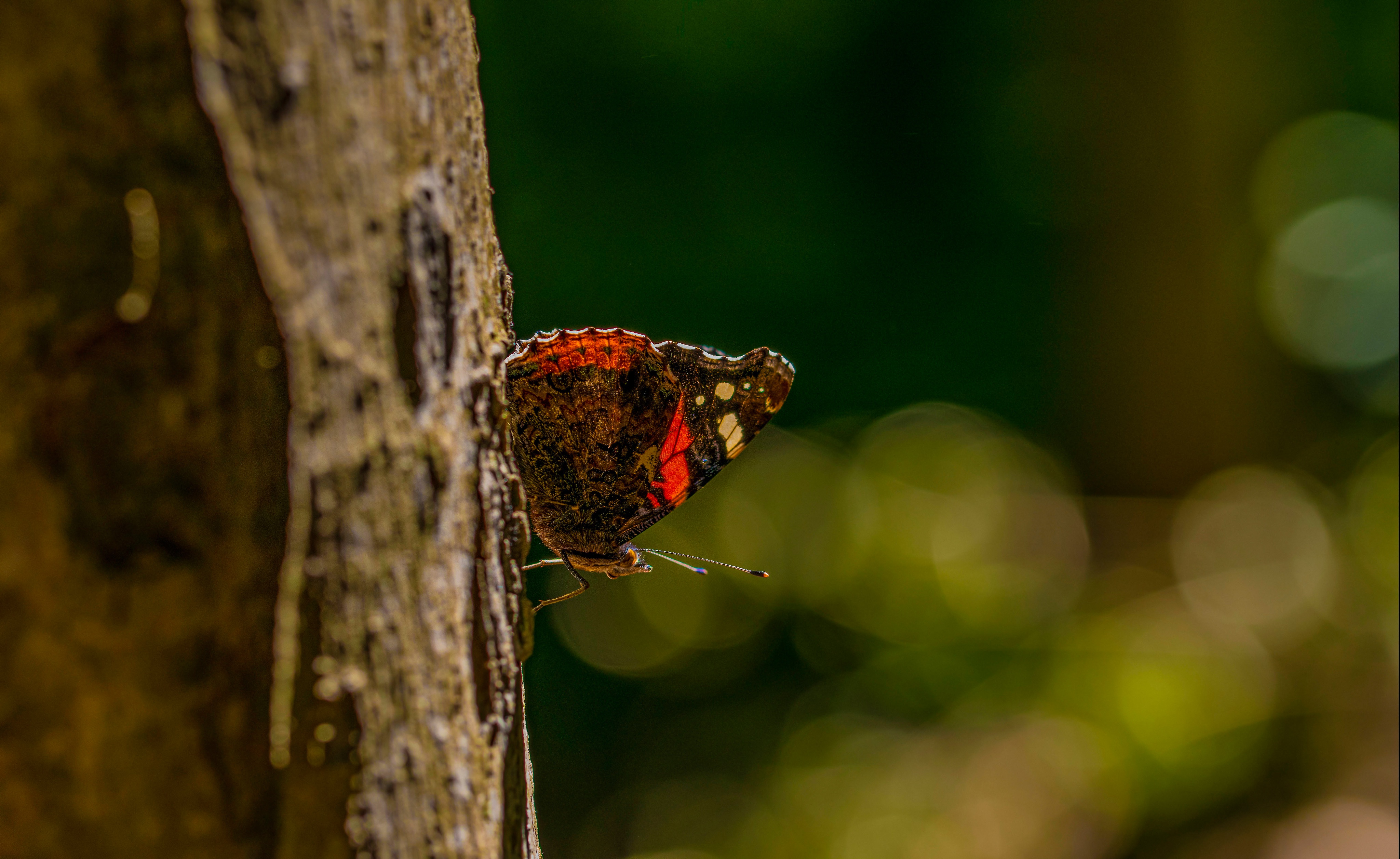 Download Macro Insect Animal Butterfly 4k Ultra HD Wallpaper