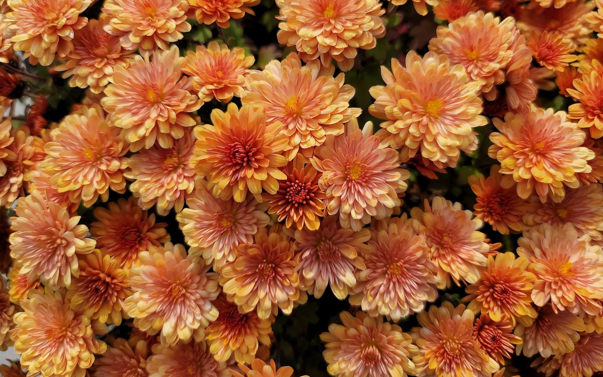 Download Orange Flower Flower Nature Chrysanthemum HD Wallpaper by dolidoli
