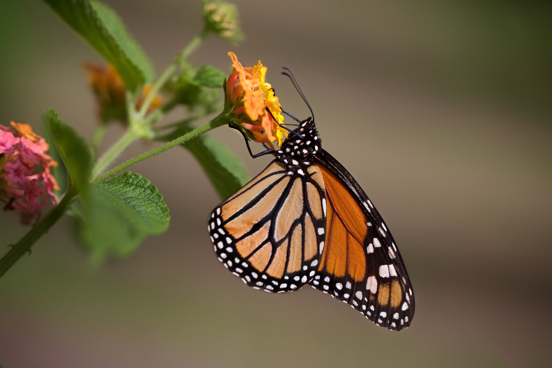 4K Macro Majesty — Monarch Butterfly on Flower | 4562x3041 | Wallpaper ...