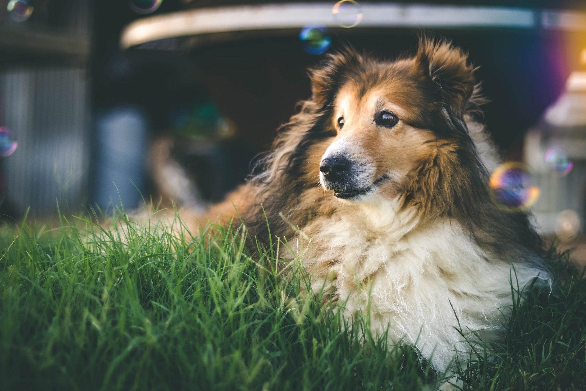 Download Dog Animal Shetland Sheepdog HD Wallpaper | 2048x1365 ...